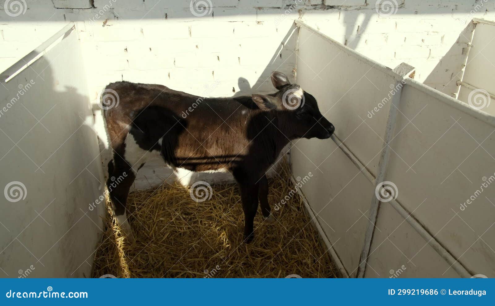 A Black and White C ute Cow Calf in a Pen Stock Footage - Video of ...