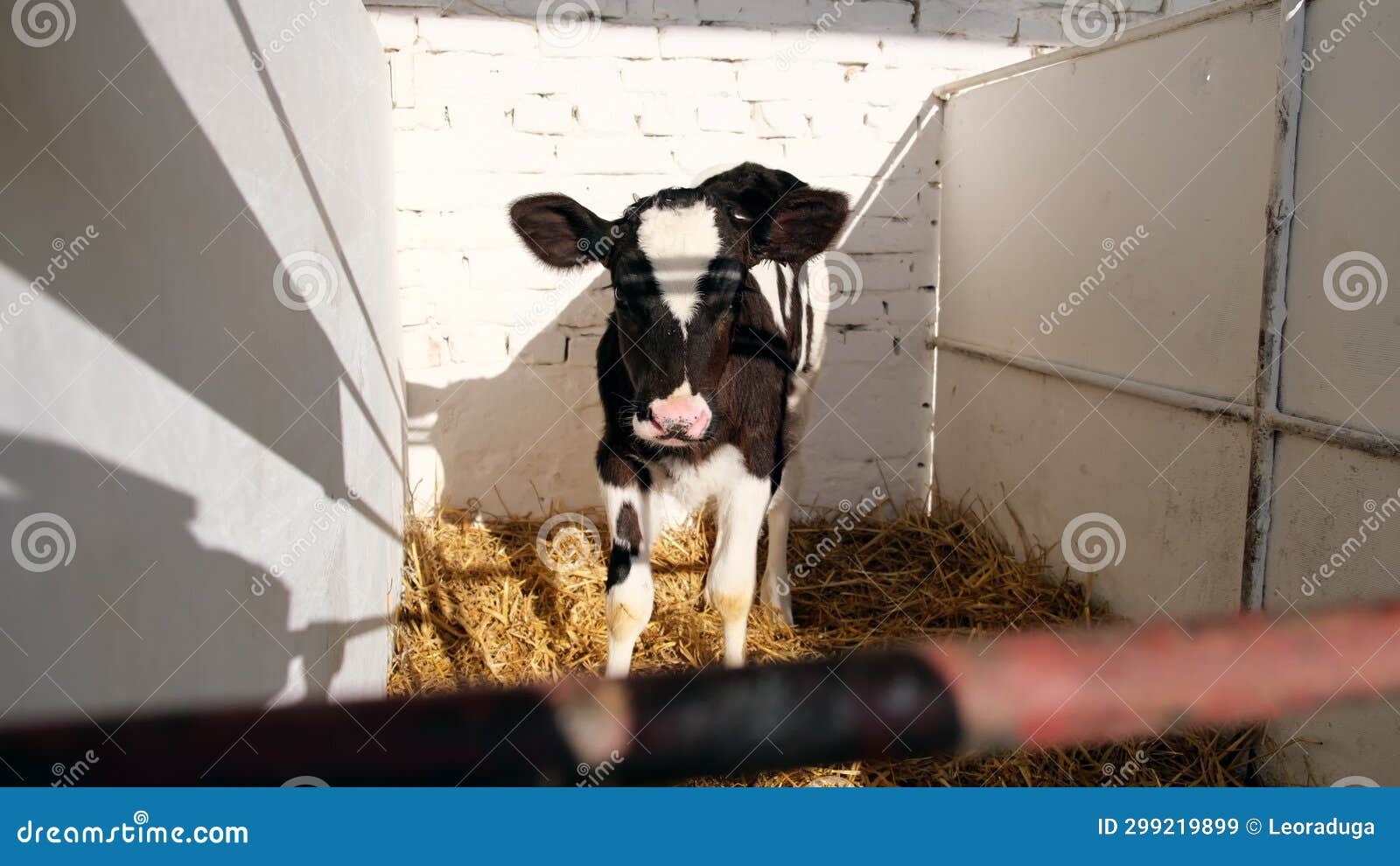 A Black and White C ute Cow Calf in a Pen Stock Video - Video of pretty ...
