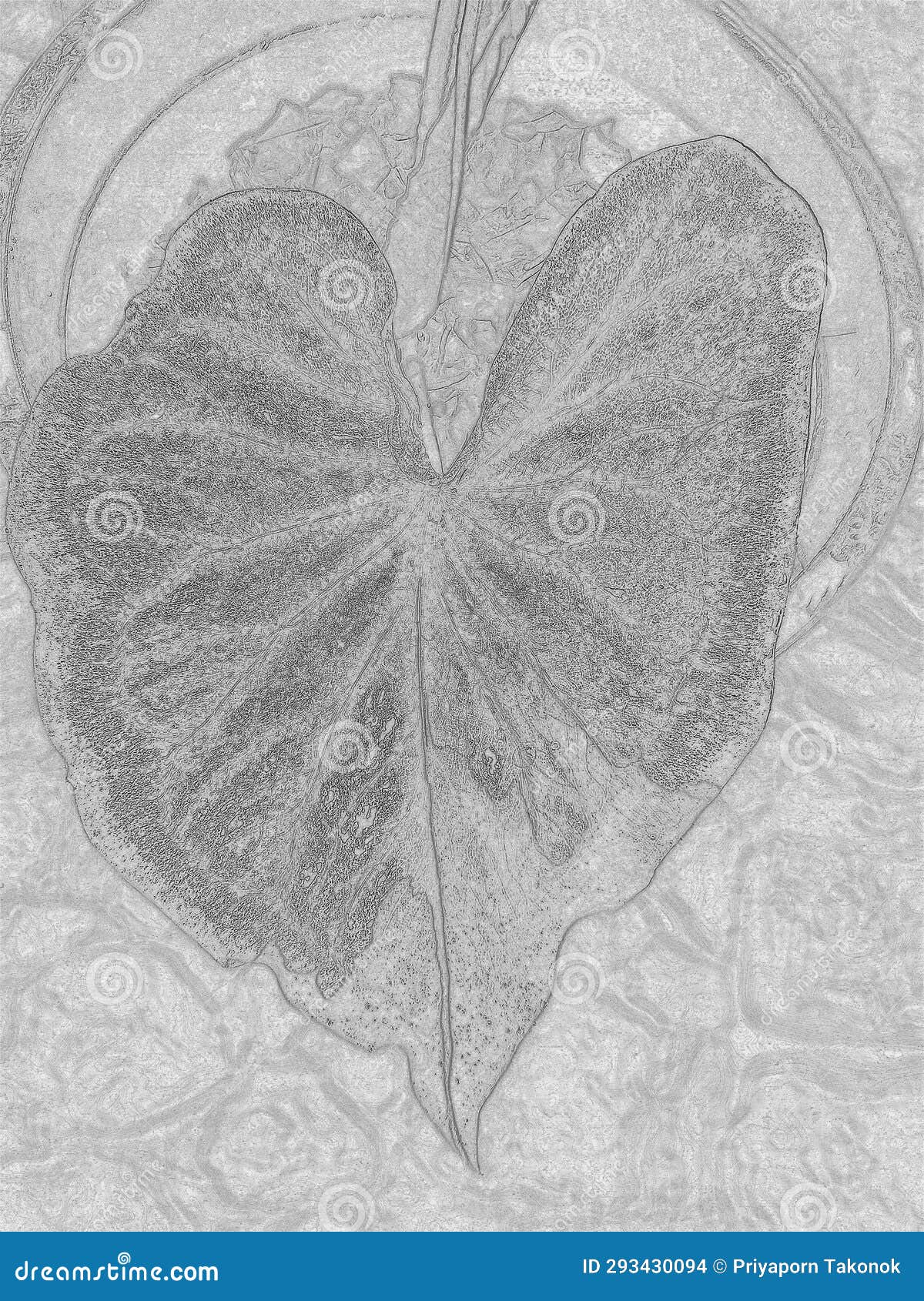 Black Caladium Tropical Plant Silhouette, Isolated On White Background ...