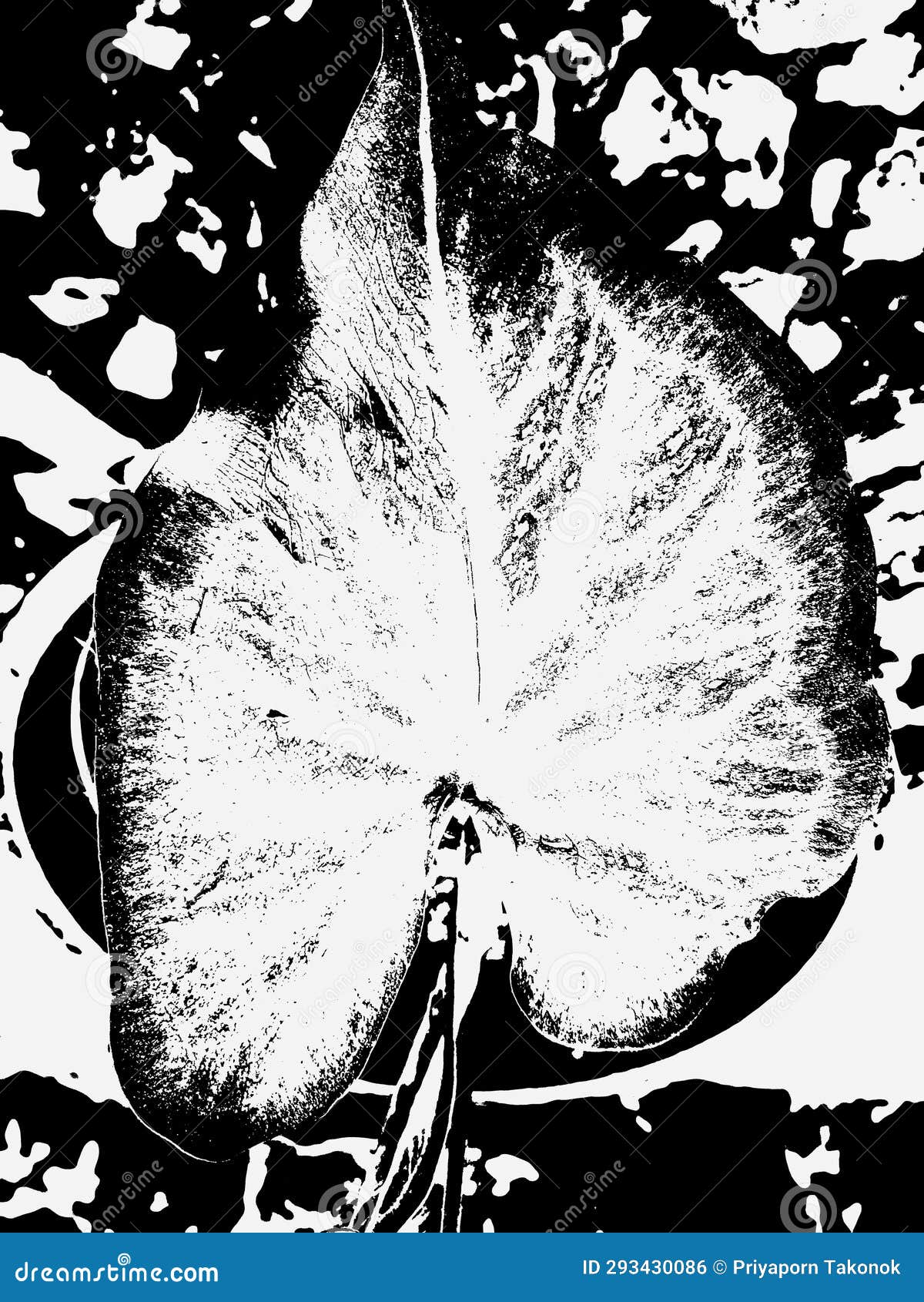 Black and White Caladium Leaf Closeup, Abstract Vertical Threshold ...