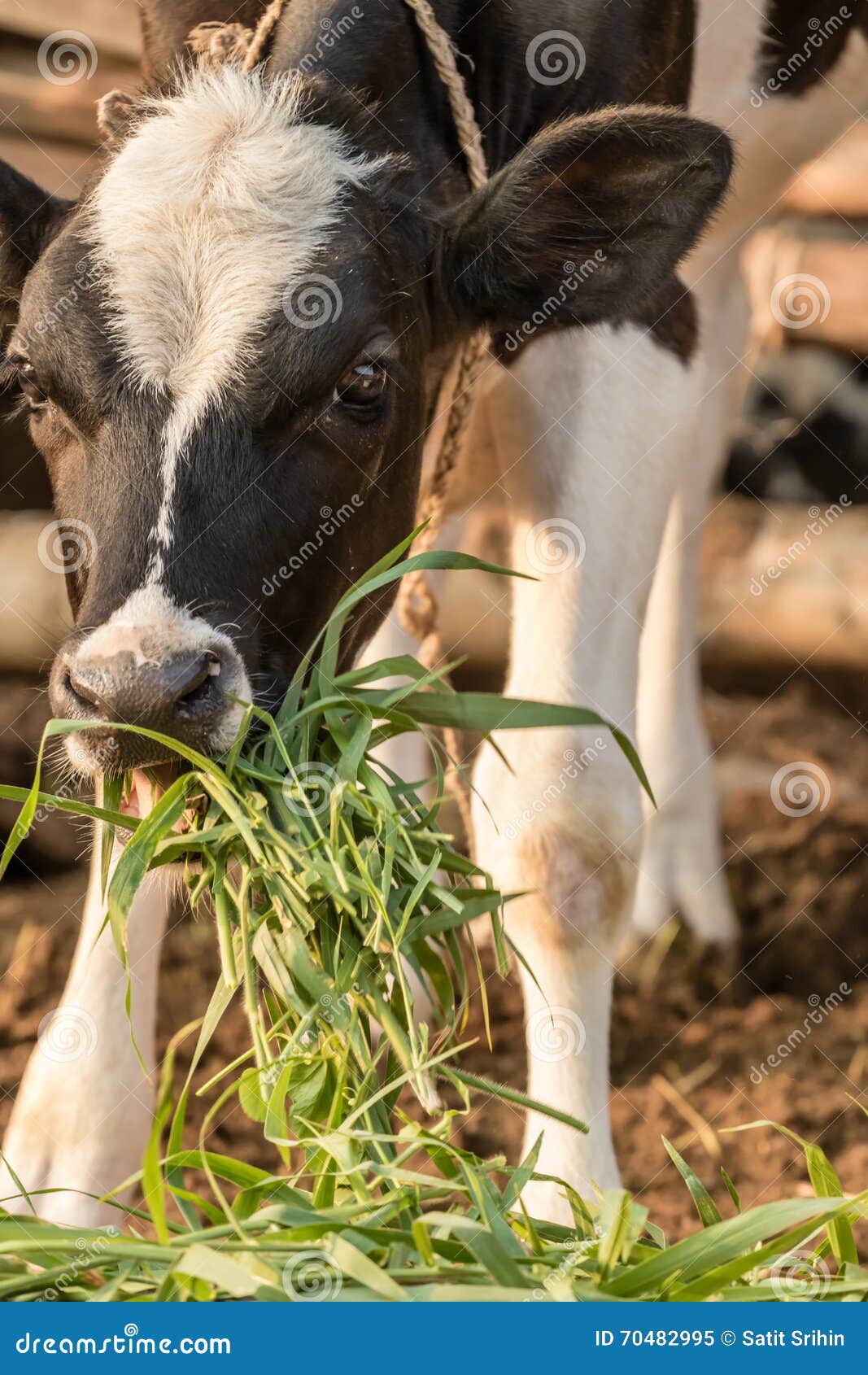 Black and White Calf Eats Grass Stock Image - Image of black ...