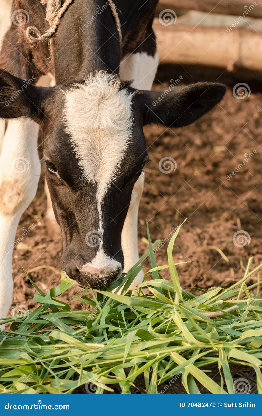 Black and White Calf Eats Grass Stock Image - Image of agriculture ...