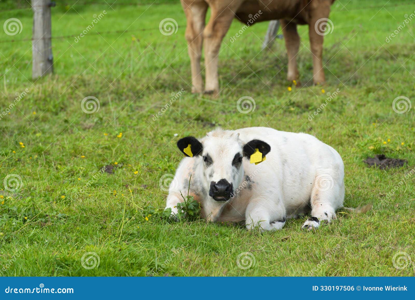 Black and white calf stock photo. Image of animals, dutch - 330197506