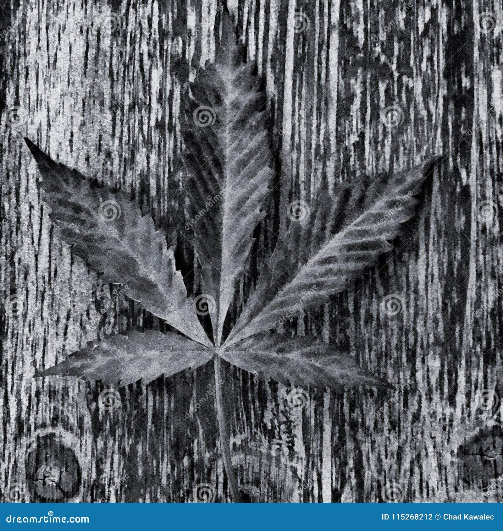 Black and White Cannabis Leaf Stock Photo - Image of drug, species ...