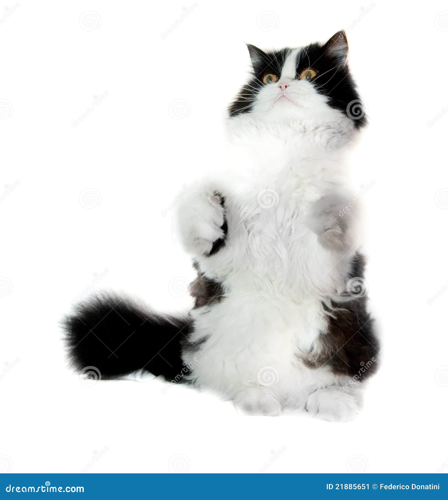 1,071 Strange White Cat Stock Photos - Free & Royalty-Free Stock Photos ...
