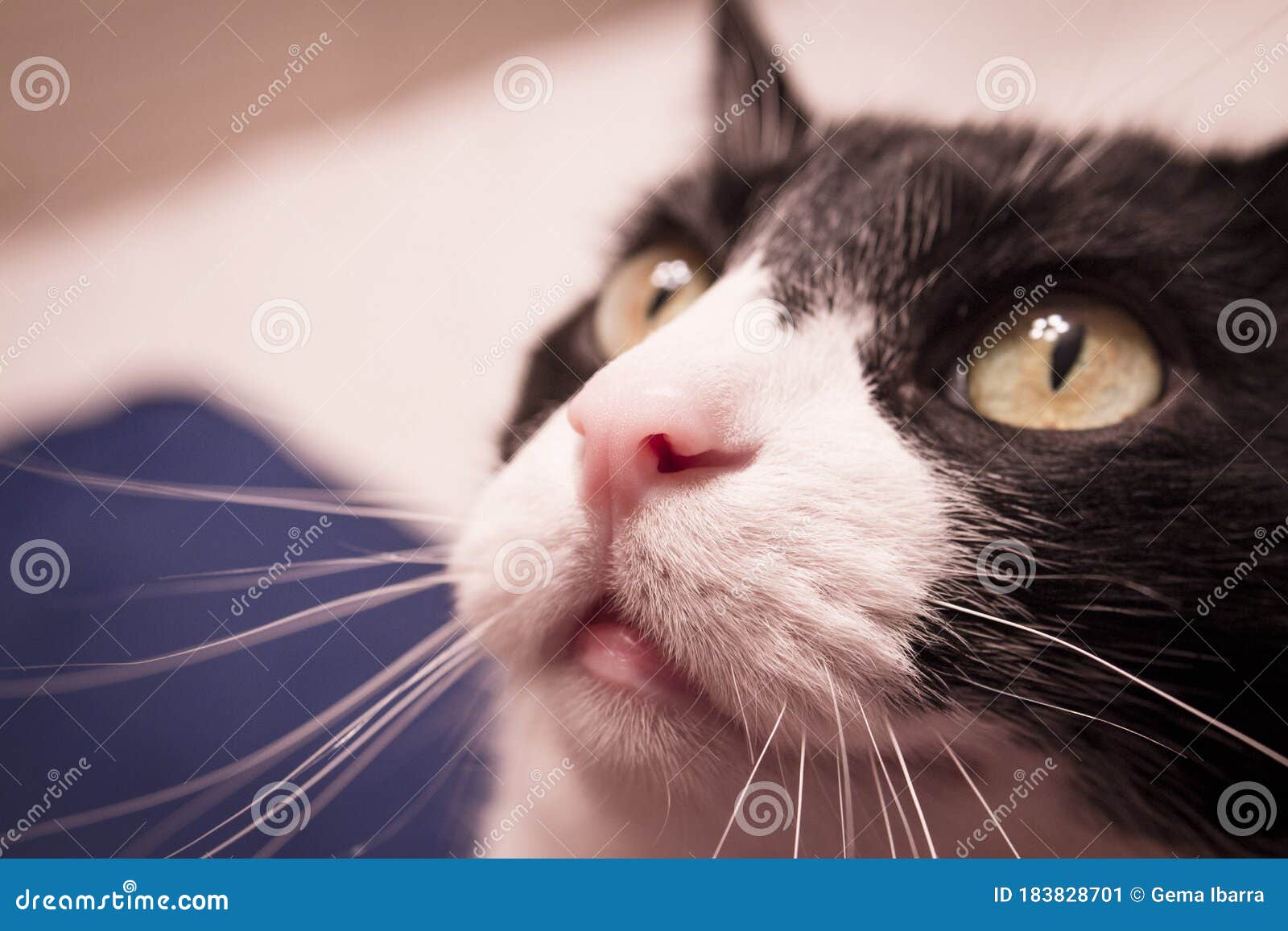 Black and White Cat with Alert Expression Stock Image - Image of alert ...