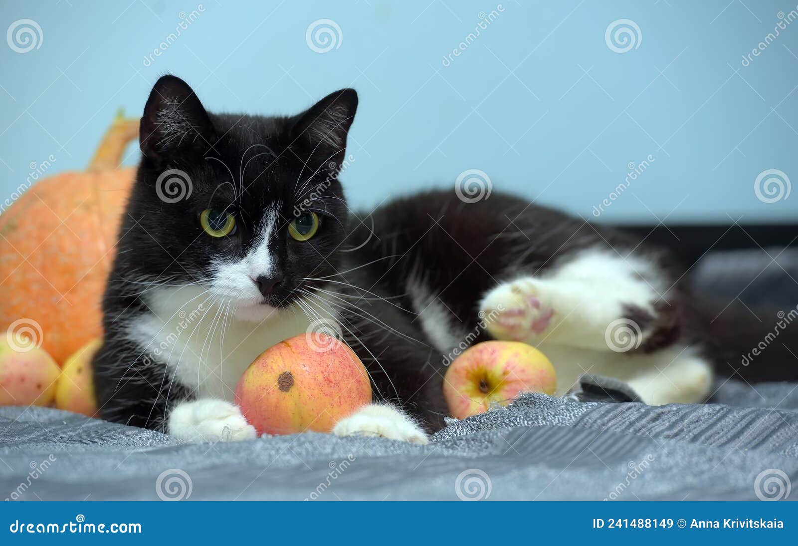 Black and White Cat with Apples Stock Image - Image of apples, kitty ...