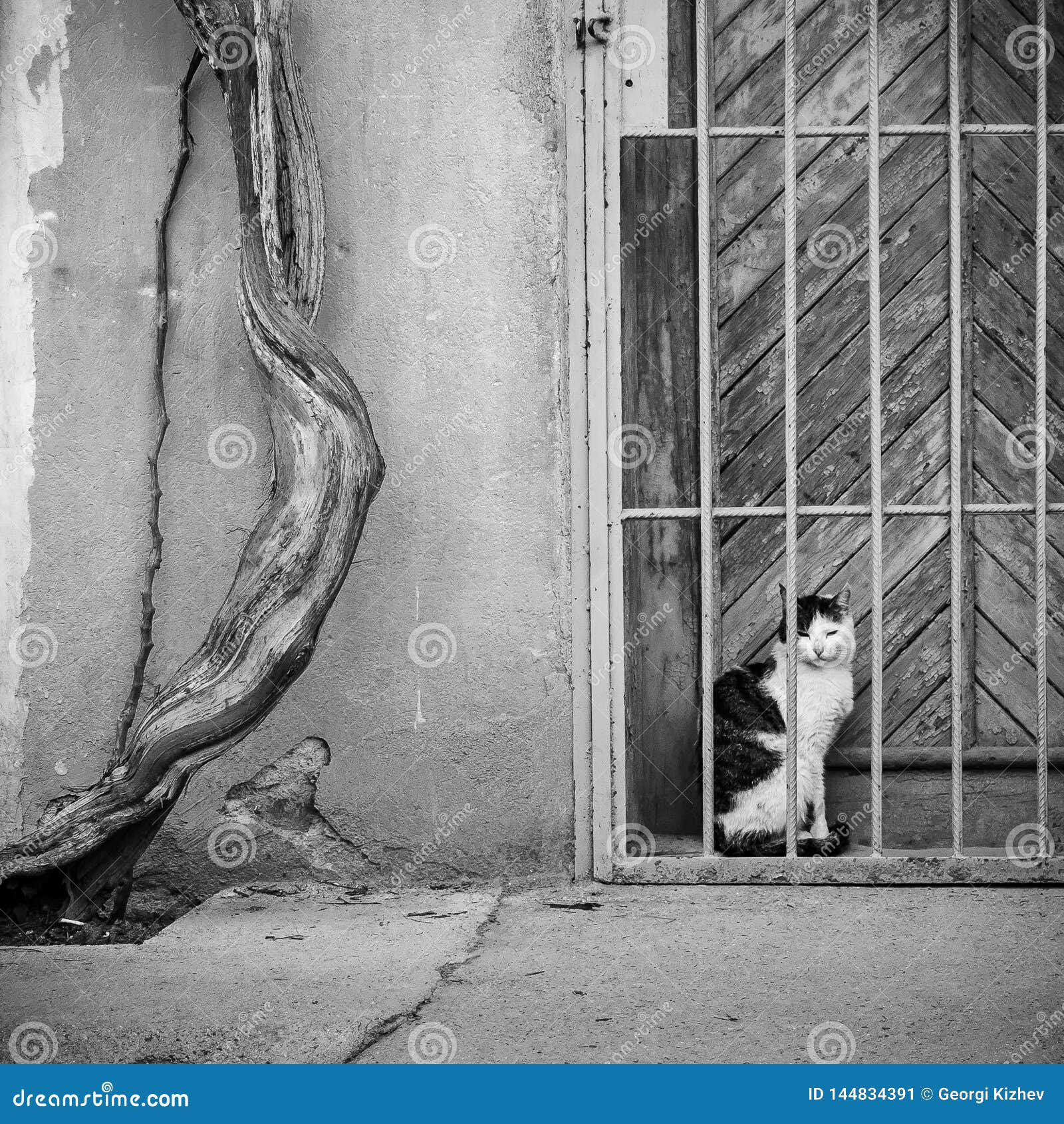 Black and white cat stock image. Image of cityscape - 144834391