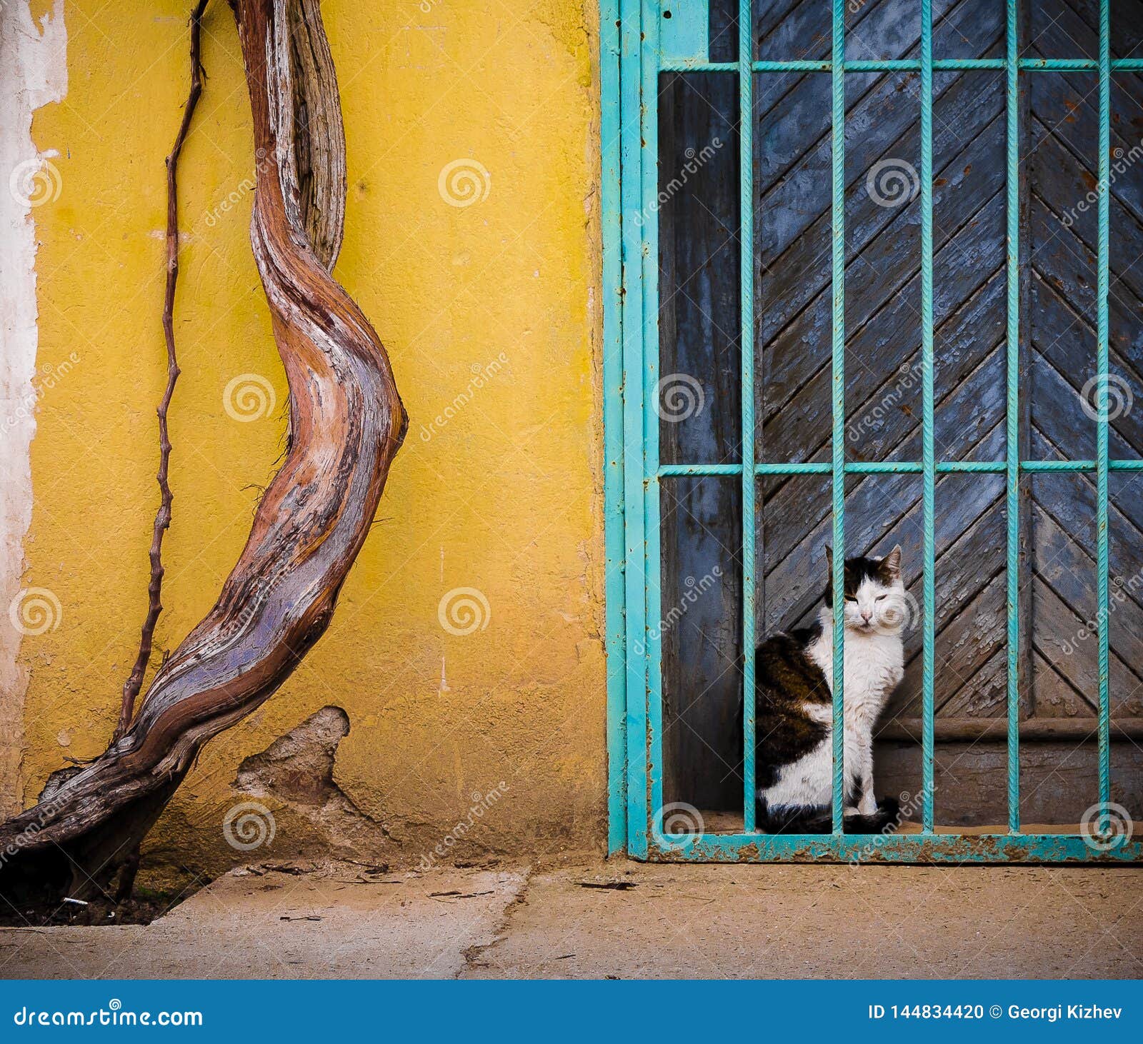 Black and White Cat Behind Bars 1 Stock Photo - Image of decoration ...