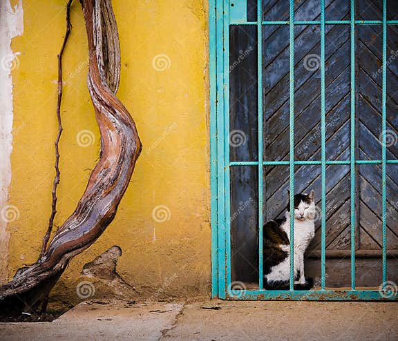 Black and White Cat Behind Bars 1 Stock Photo - Image of decoration ...