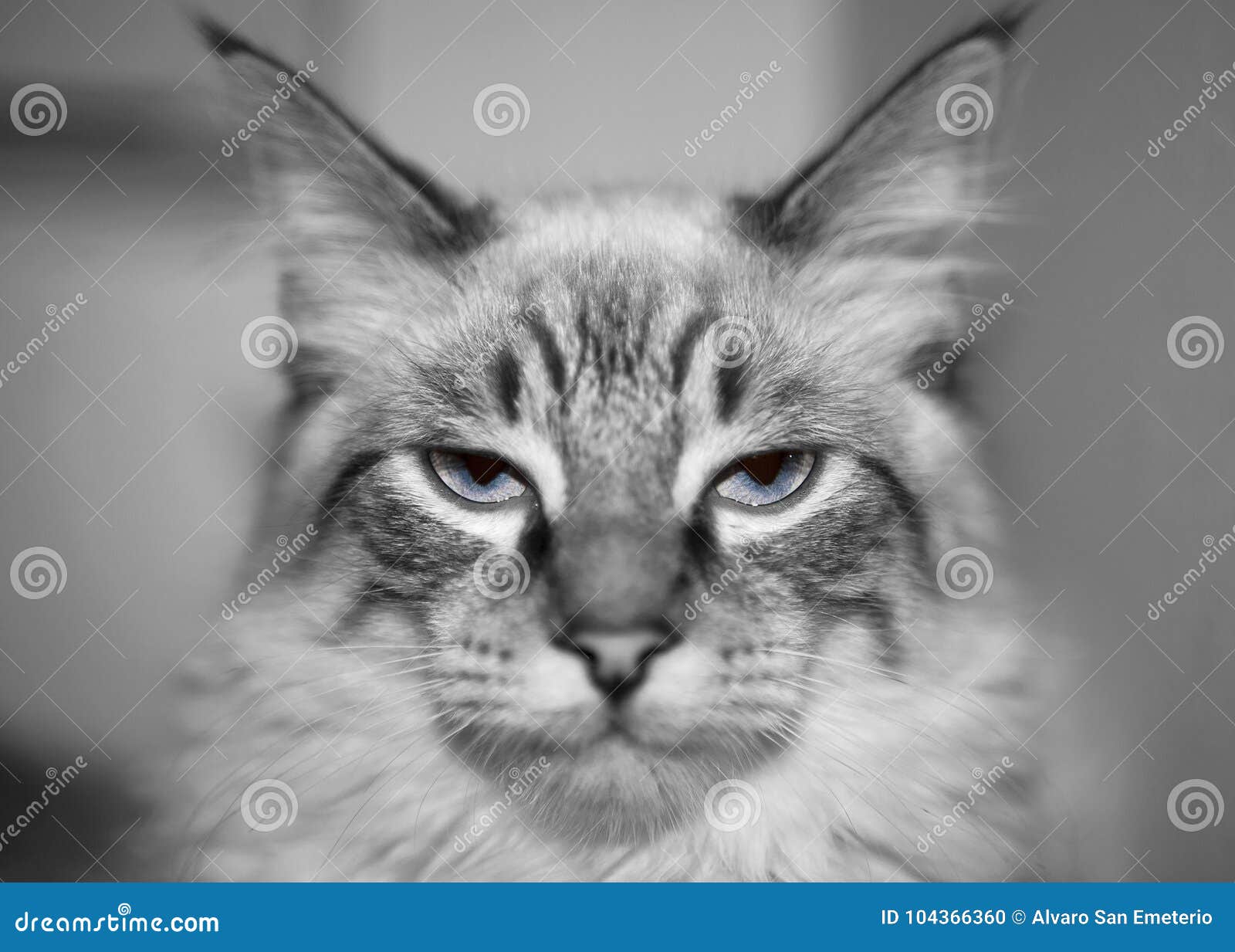 B&W Cat stock photo. Image of ears, kitten, blue - 104366360