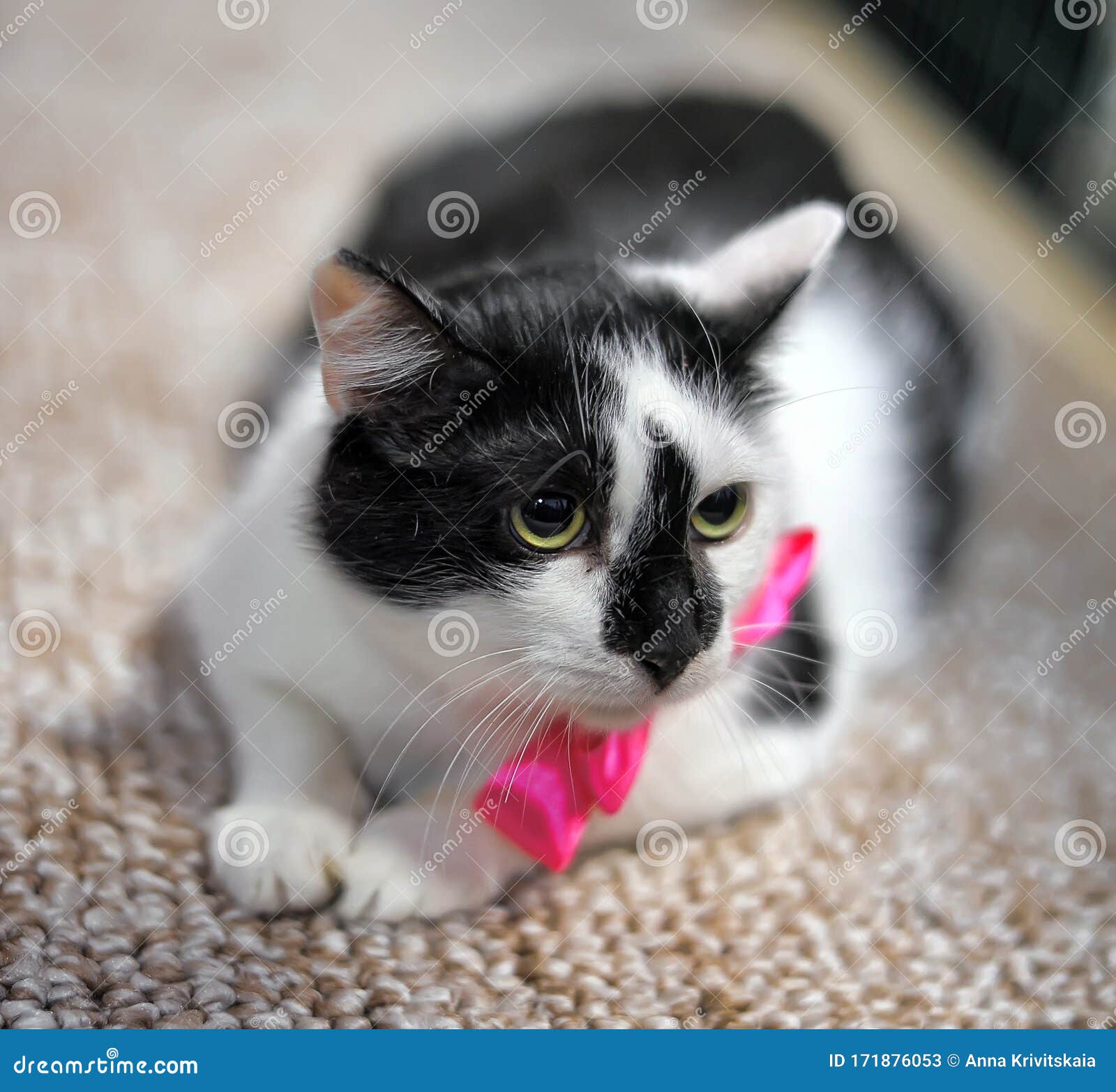 Black and White Cat with a Bow Stock Image - Image of looking, alert ...