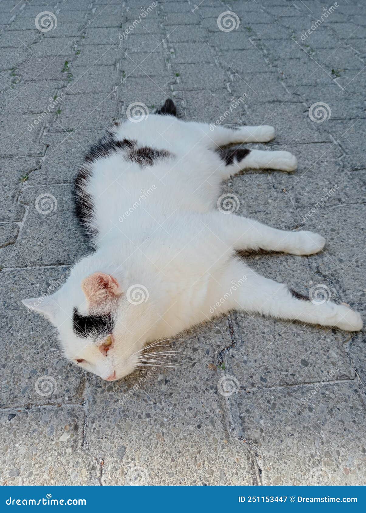 Black and White Cat Chill Out Stock Image - Image of chill, puppy ...