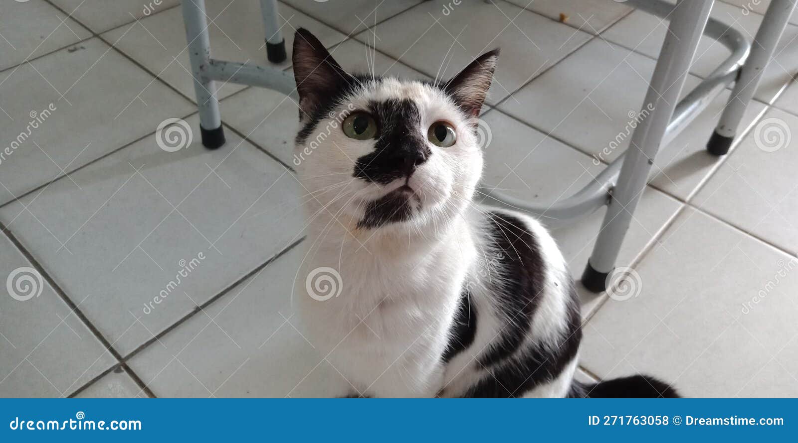 Black and White Cat in Class Stock Photo - Image of black, white: 271763058