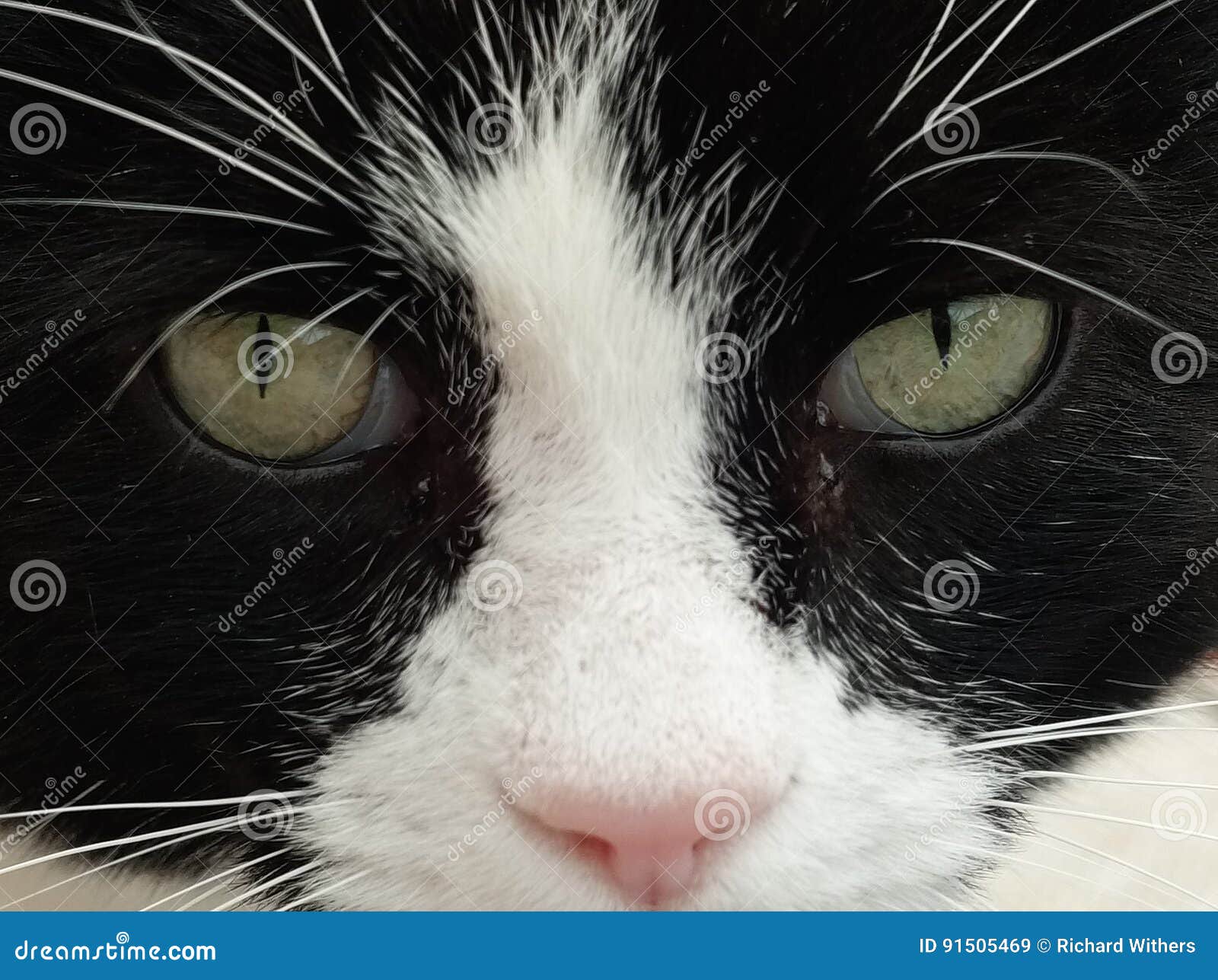 Black white cat eyes stock image. Image of white, flick - 91505469