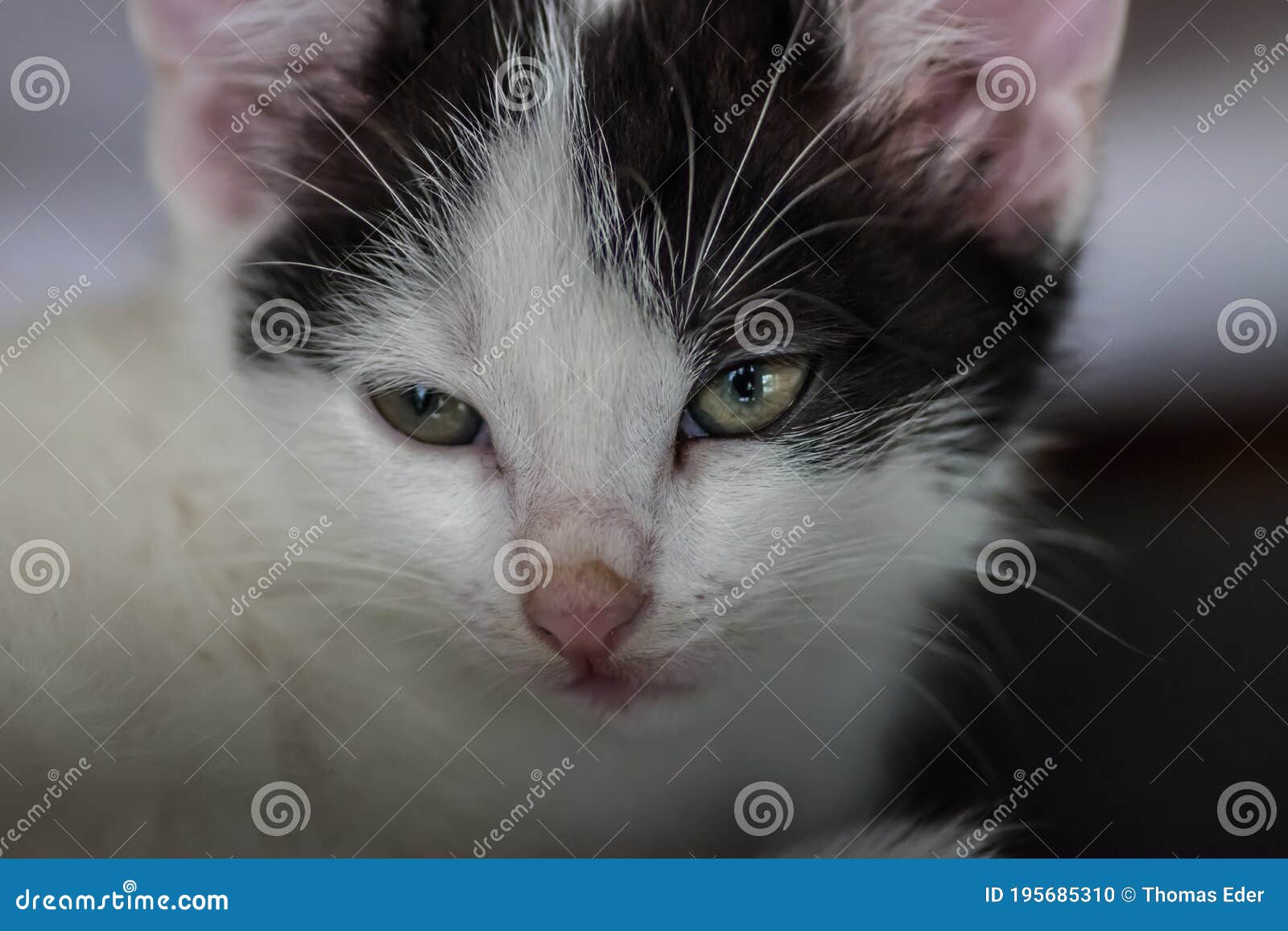 Black and White Cat Face Detail Stock Photo - Image of lovely, tail ...