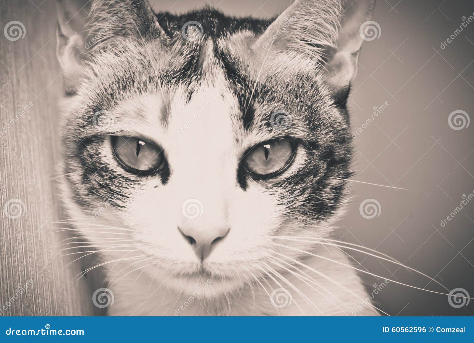 Black and White of Cat Face Stock Photo - Image of furry, adorable ...