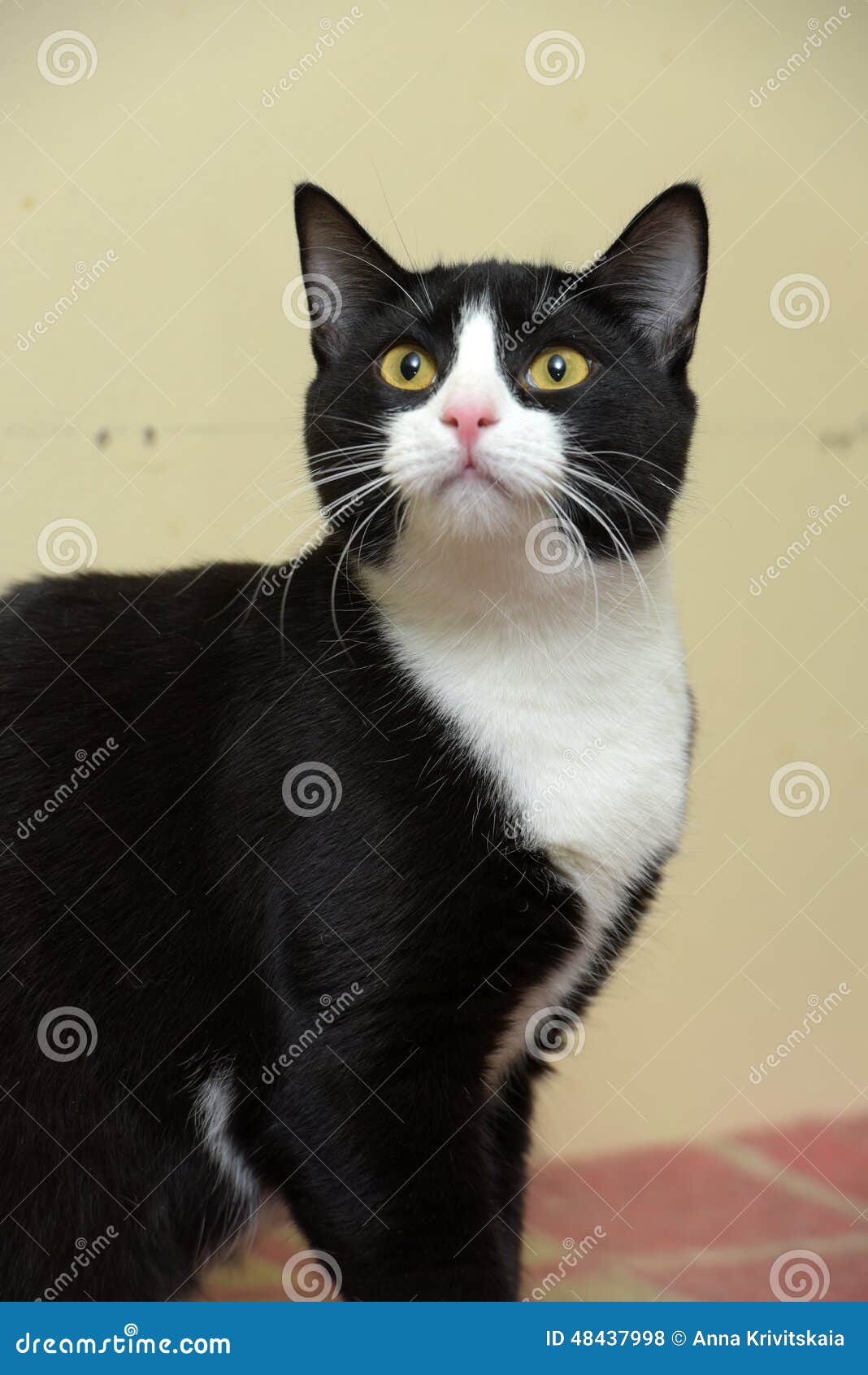 Black and white cat stock photo. Image of meow, predator - 48437998