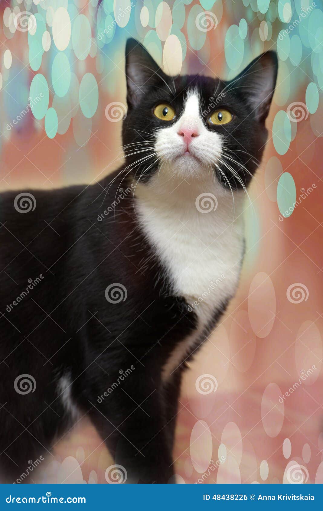 Black and white cat stock photo. Image of puss, portrait - 48438226