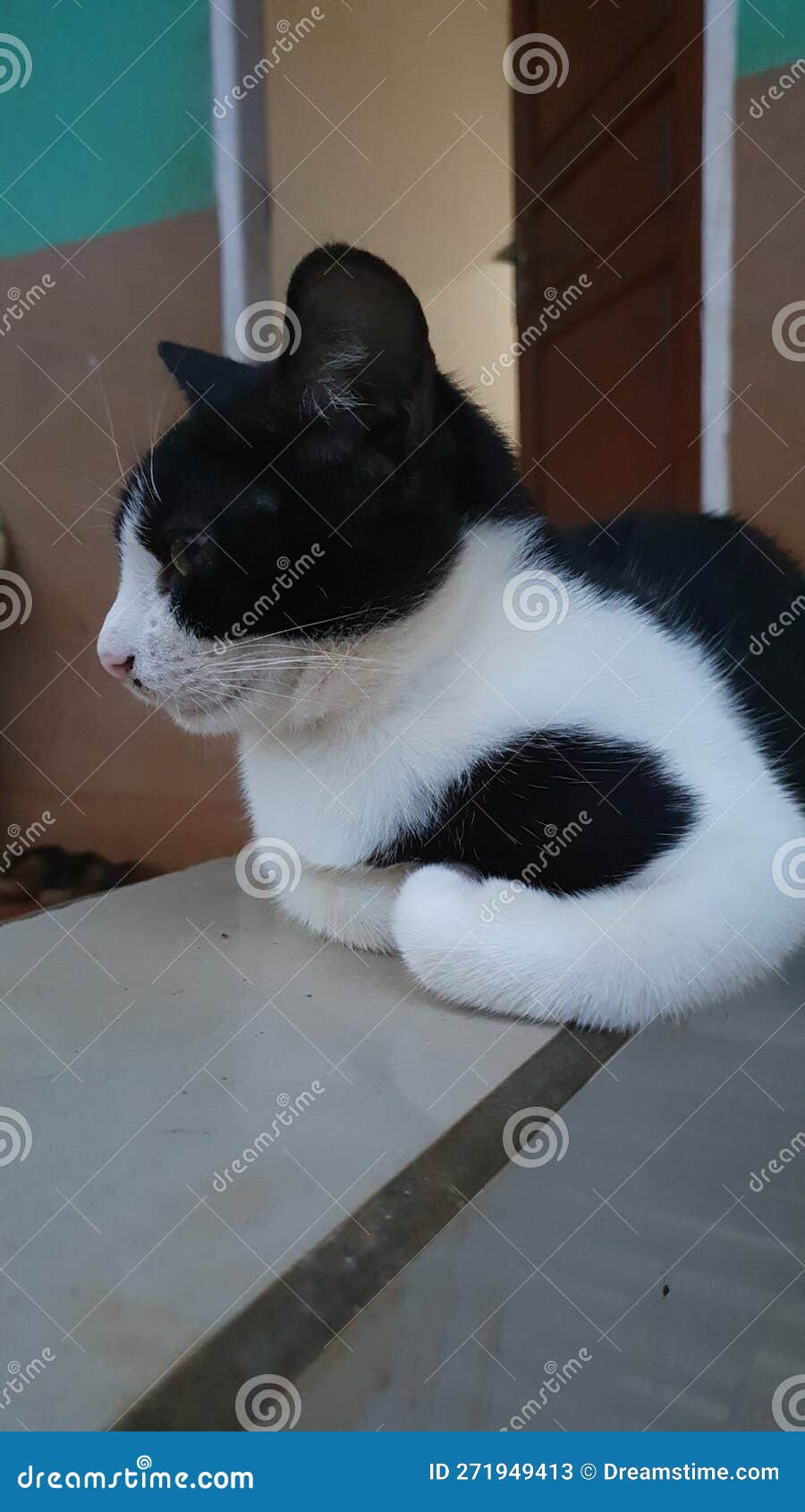 Black and White Cat Feel Good Stock Image - Image of feel, black: 271949413