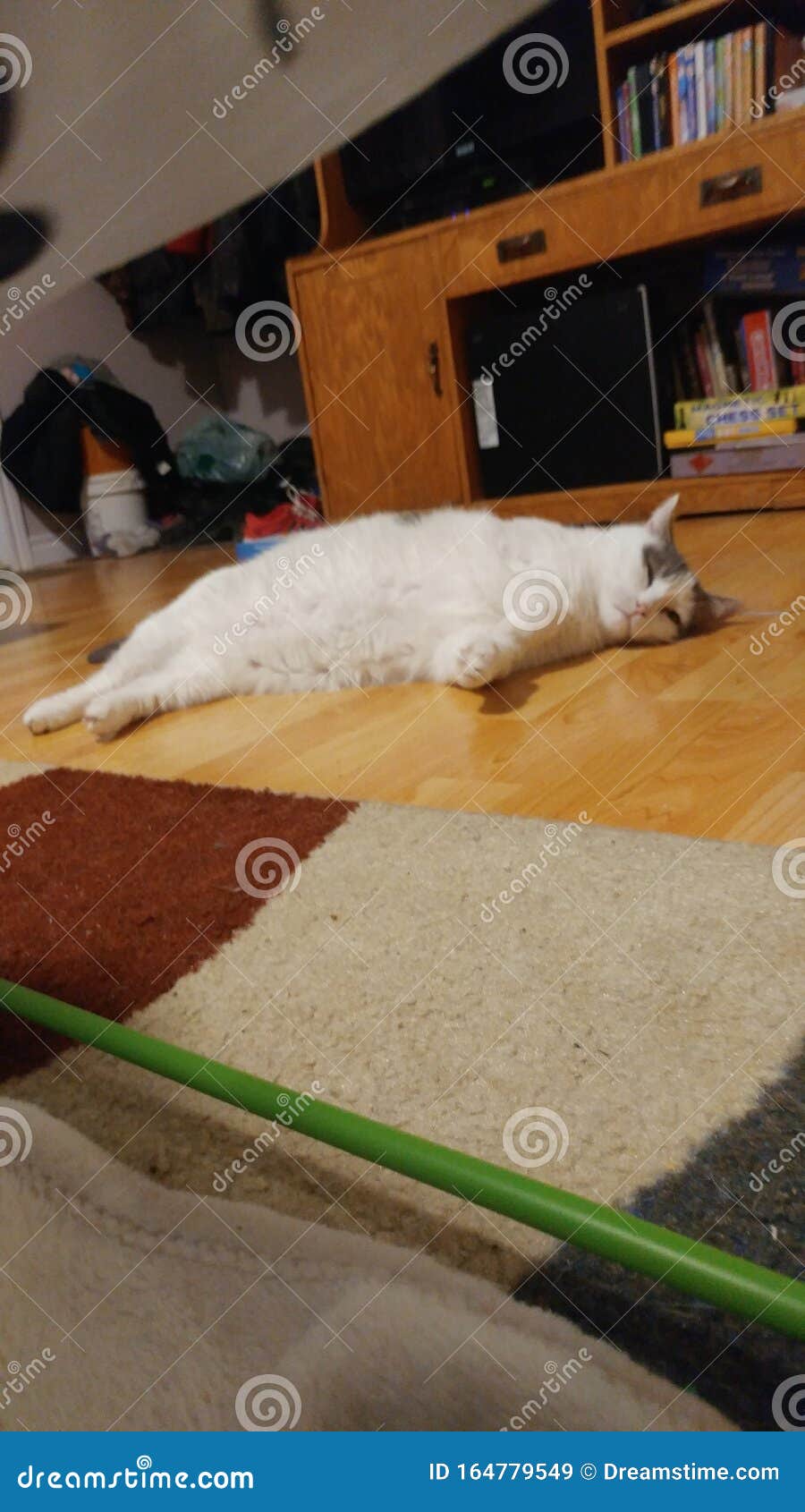 Black and White Cat Flopped on Floor Stock Image - Image of white ...