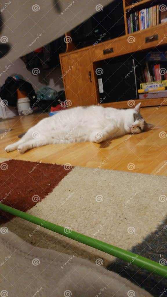 Black and White Cat Flopped on Floor Stock Image - Image of white ...
