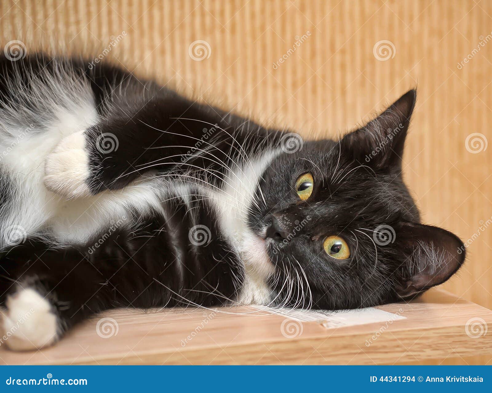 Black and white cat stock photo. Image of ears, peaceful - 44341294