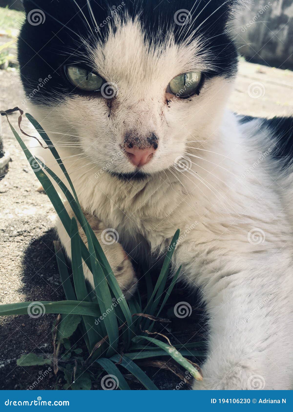 Black and White Cat with a Goatee Stock Photo - Image of cozy, blue ...