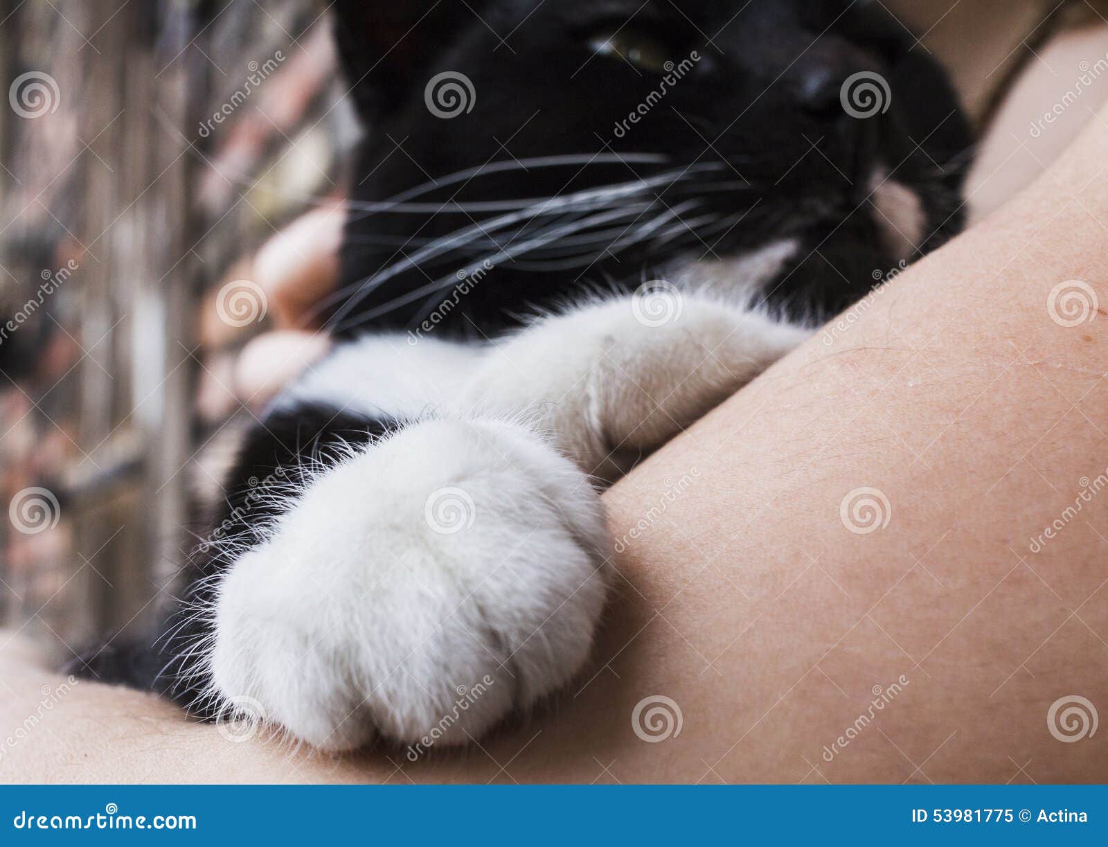 Black and White Cat in Hands Stock Image - Image of rests, friendly ...