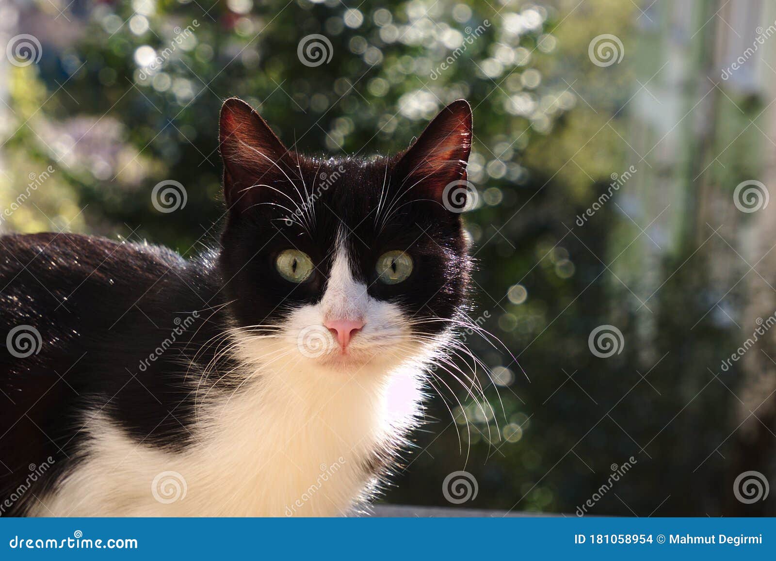 A black and white cat head stock photo. Image of close - 181058954