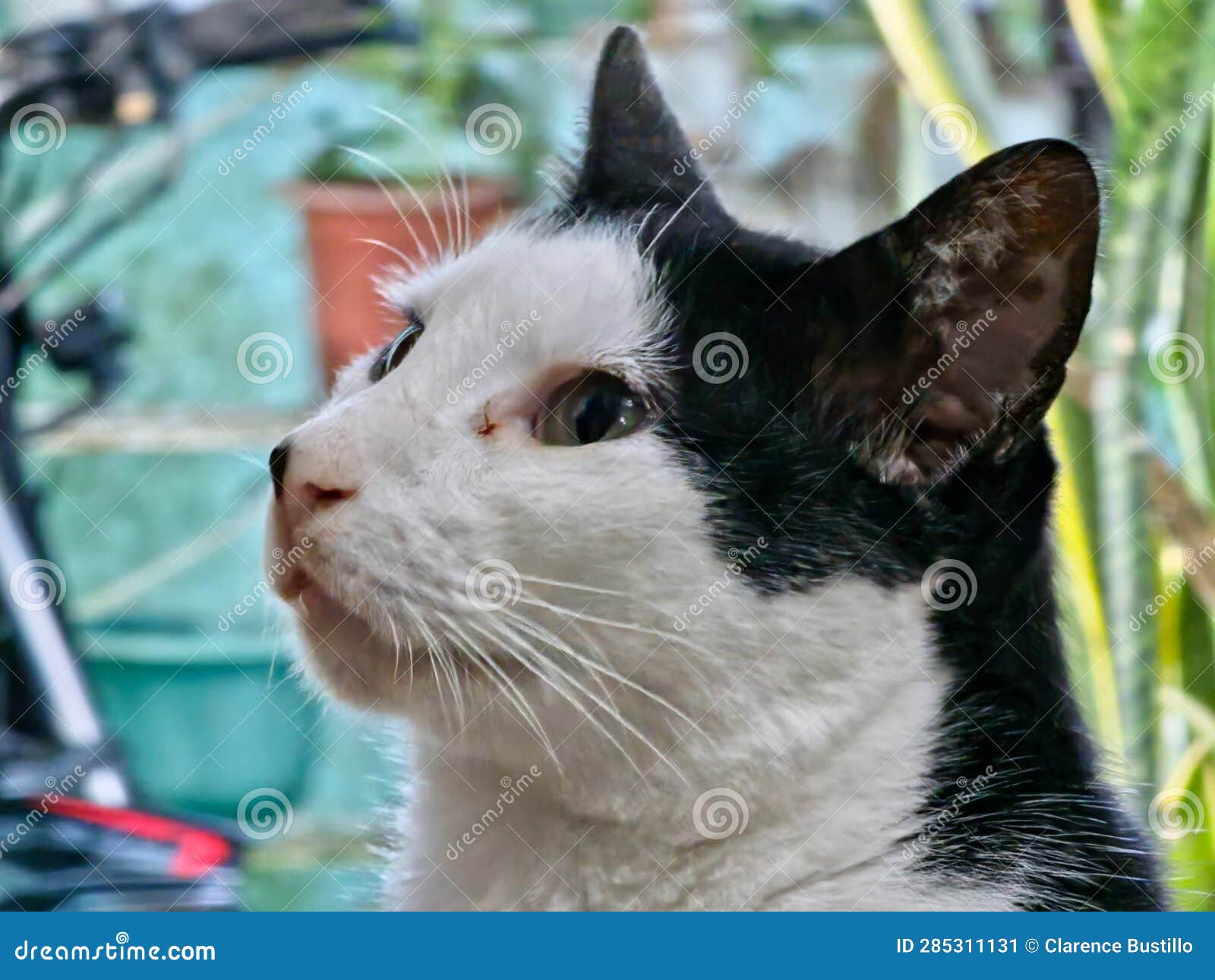 Black and White Cat Head Pose Stock Image - Image of mammal, white ...