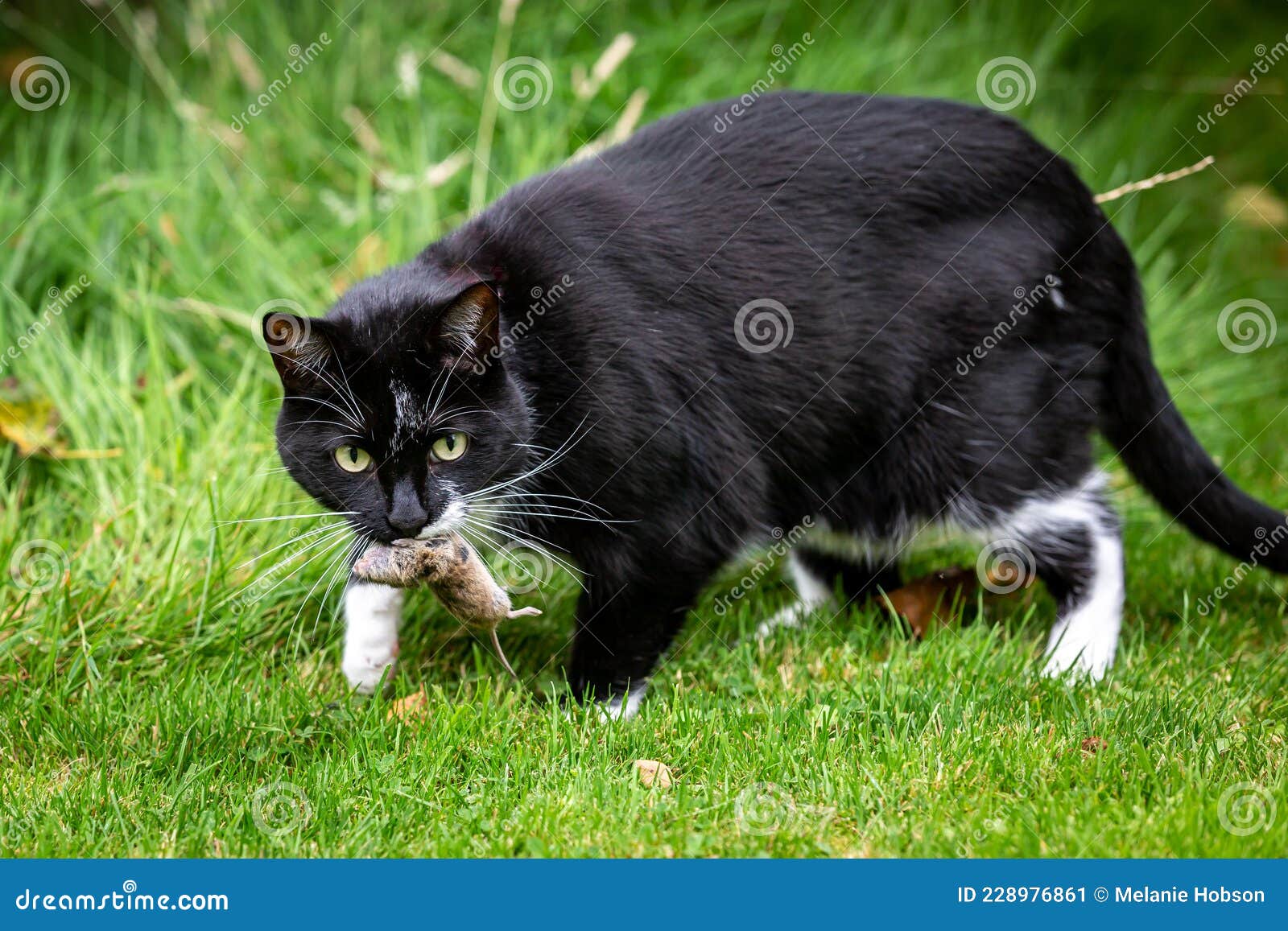 A Black and White Cat Holding a Mouse in His Mouth Stock Image - Image ...