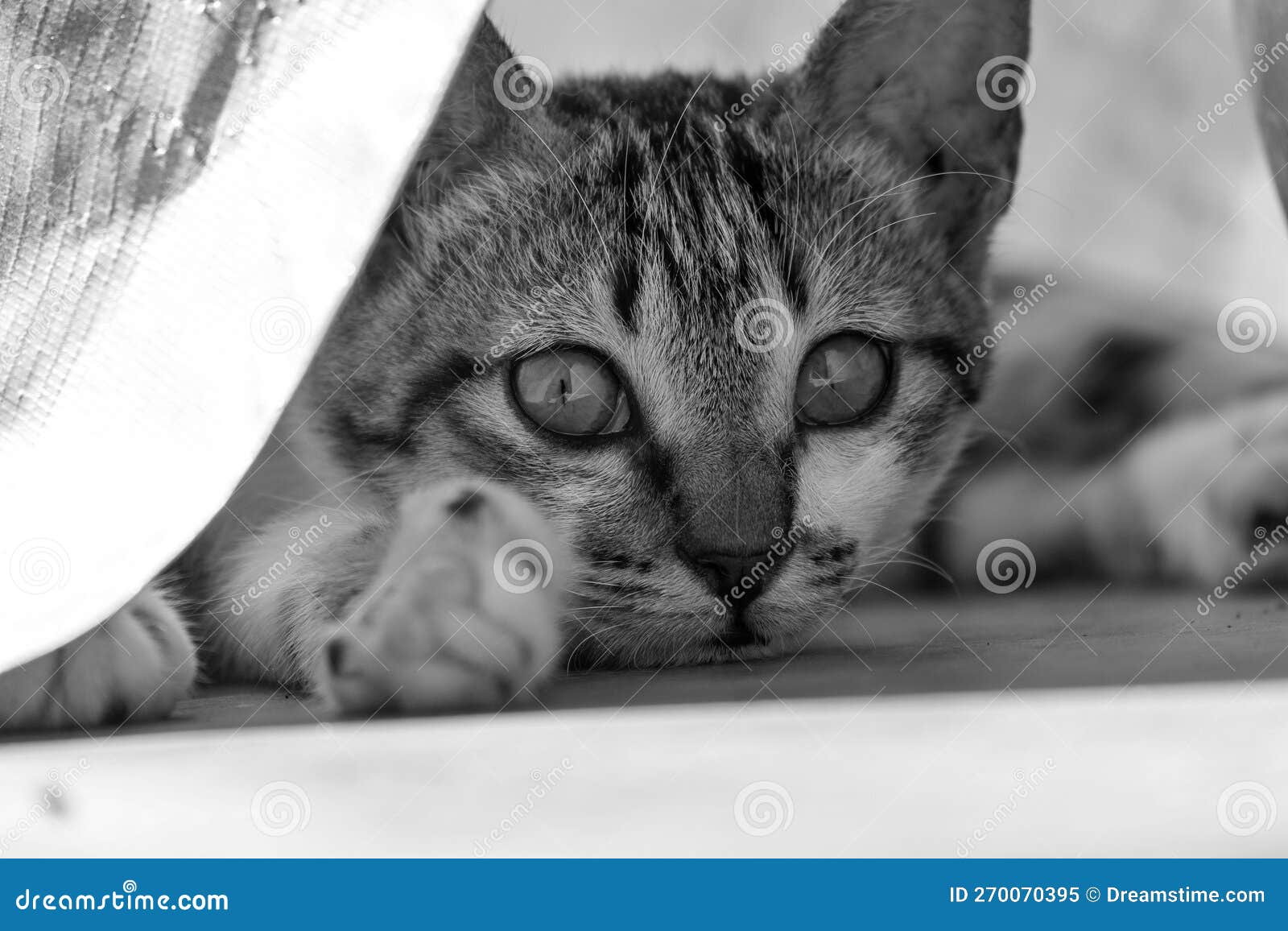 Black and White of a Cat with Its Face Pressed Against the Floor with ...