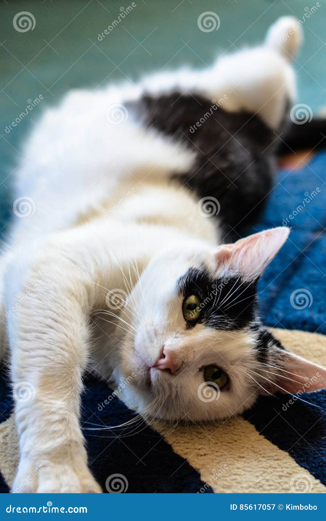 Black and White Cat Laying on His Back on Carpet Stock Image - Image of ...
