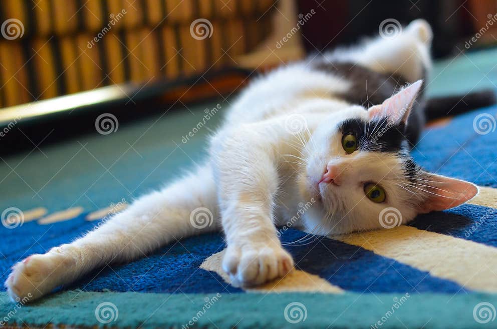 Black and White Cat Laying on His Back on Carpet Stock Image - Image of ...