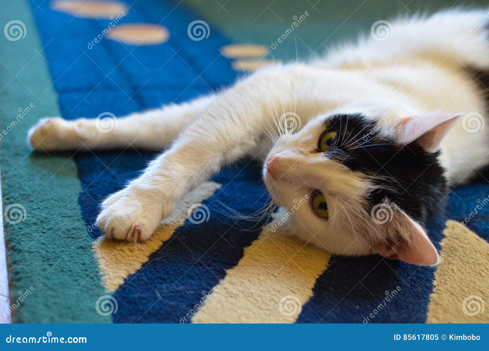 Black and White Cat Laying on His Back on Carpet Stock Image - Image of ...