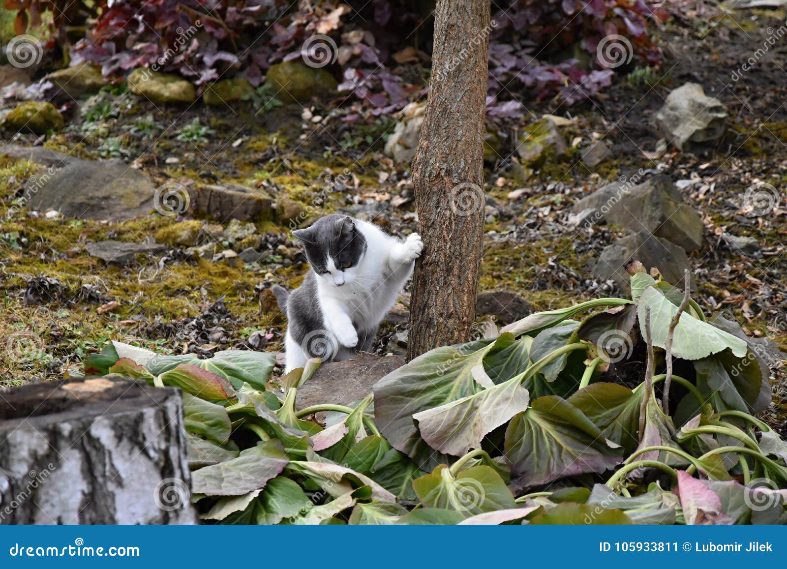 Black and White Cat is Leaning Against a Tree in the Garden Stock Image ...