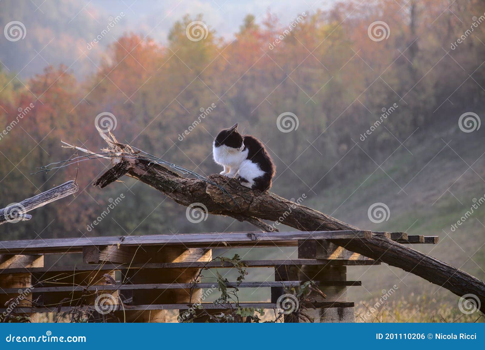A Black and White Cat on a Log at Sunset Stock Photo - Image of kitten ...