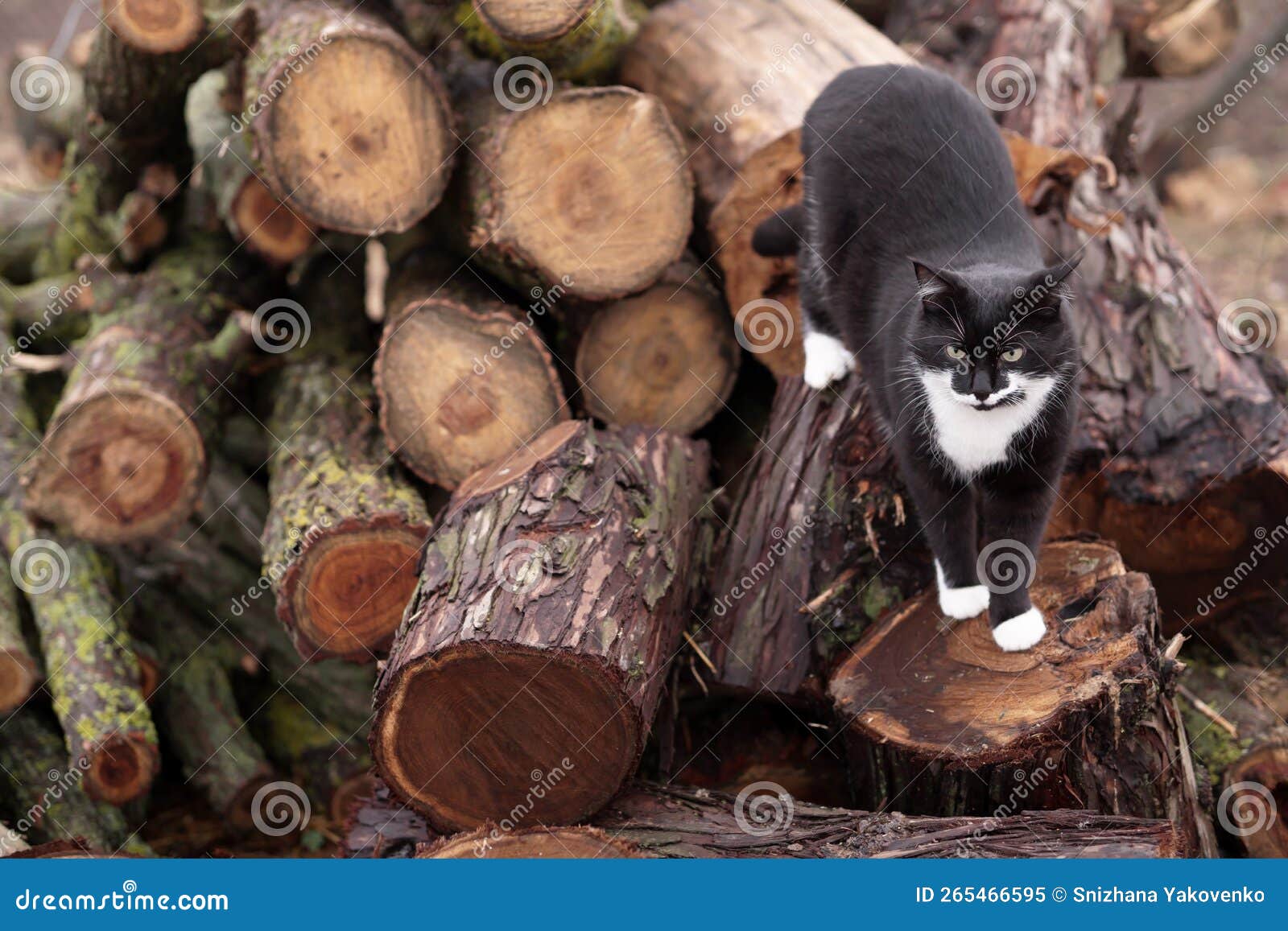 Black and White Cat on the Logs in the Cold Season. Cat with a ...