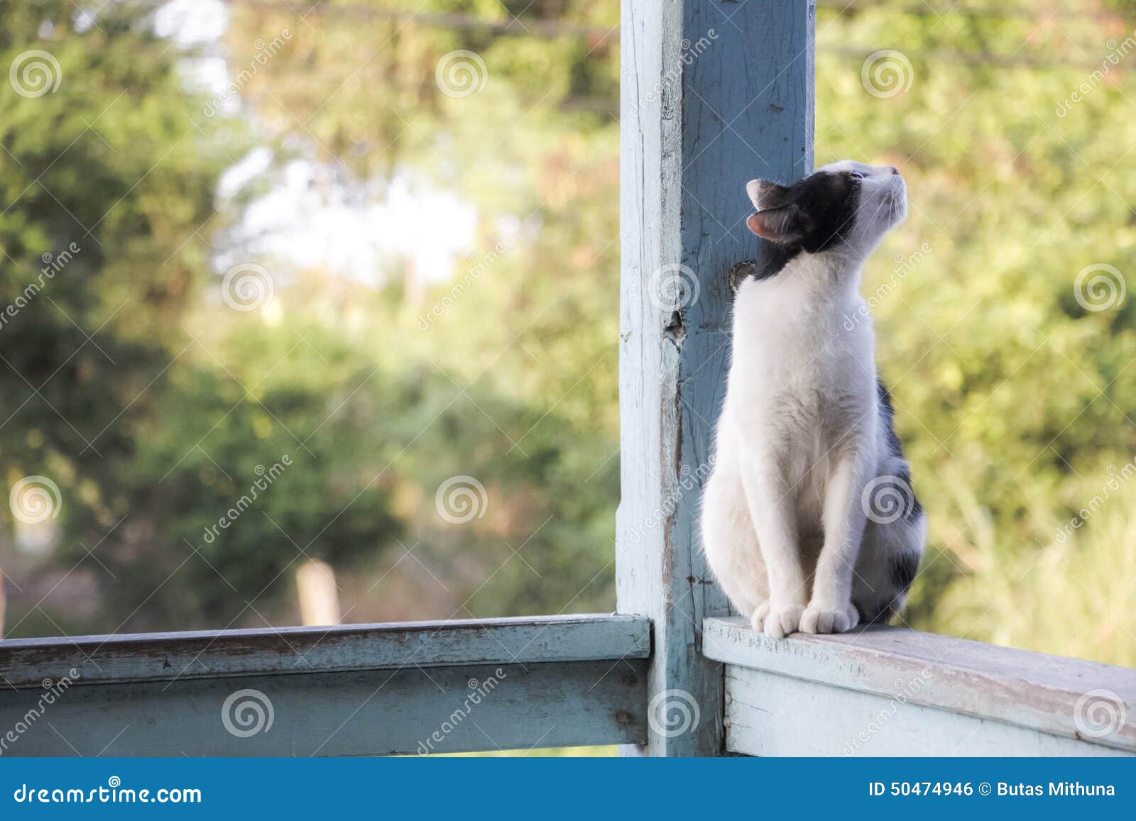 Black and White Cat Look Up To Sky Stock Photo - Image of canal, asia ...