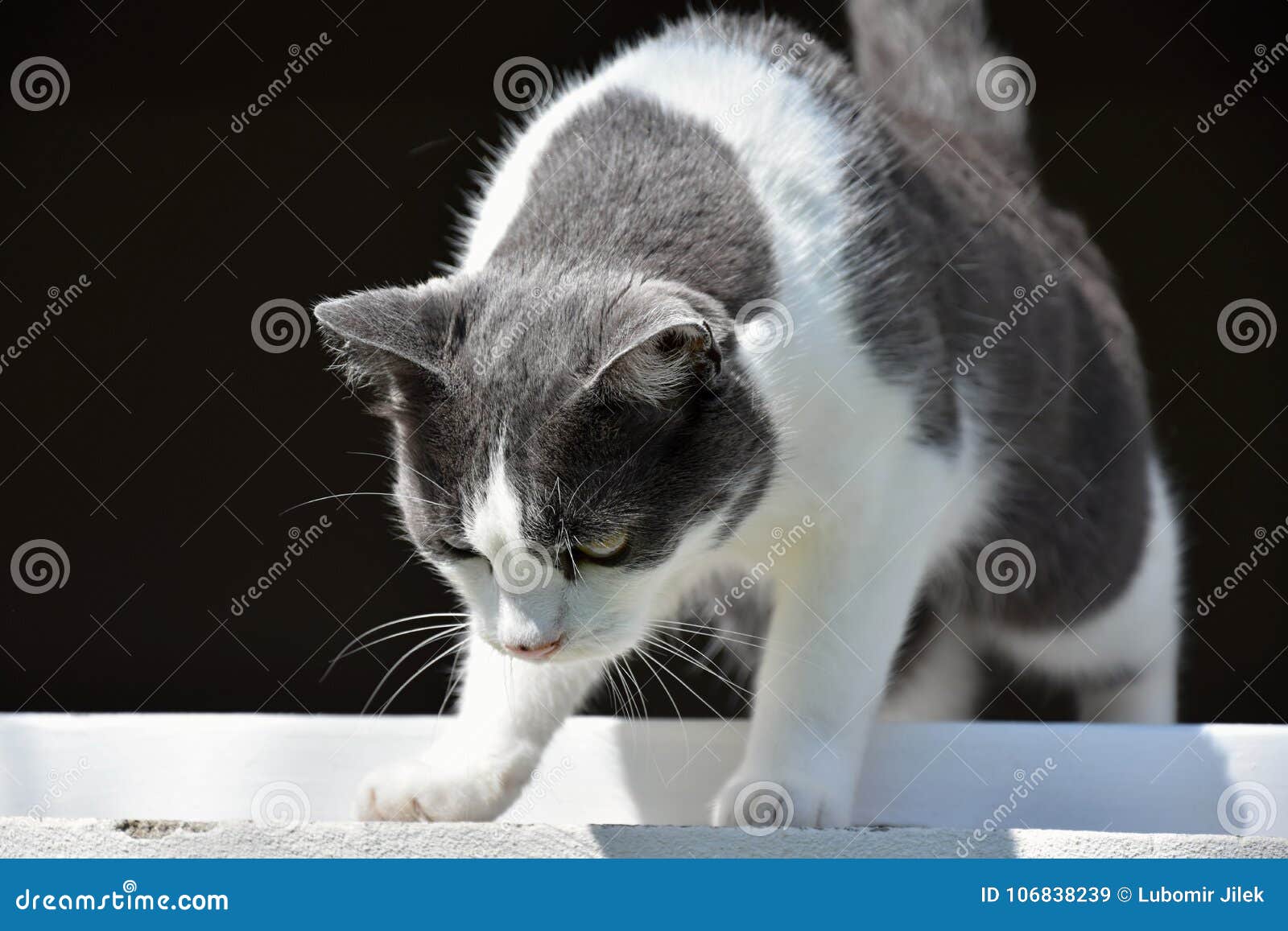 Black and White Cat Looking Out the Window Down Stock Image - Image of ...