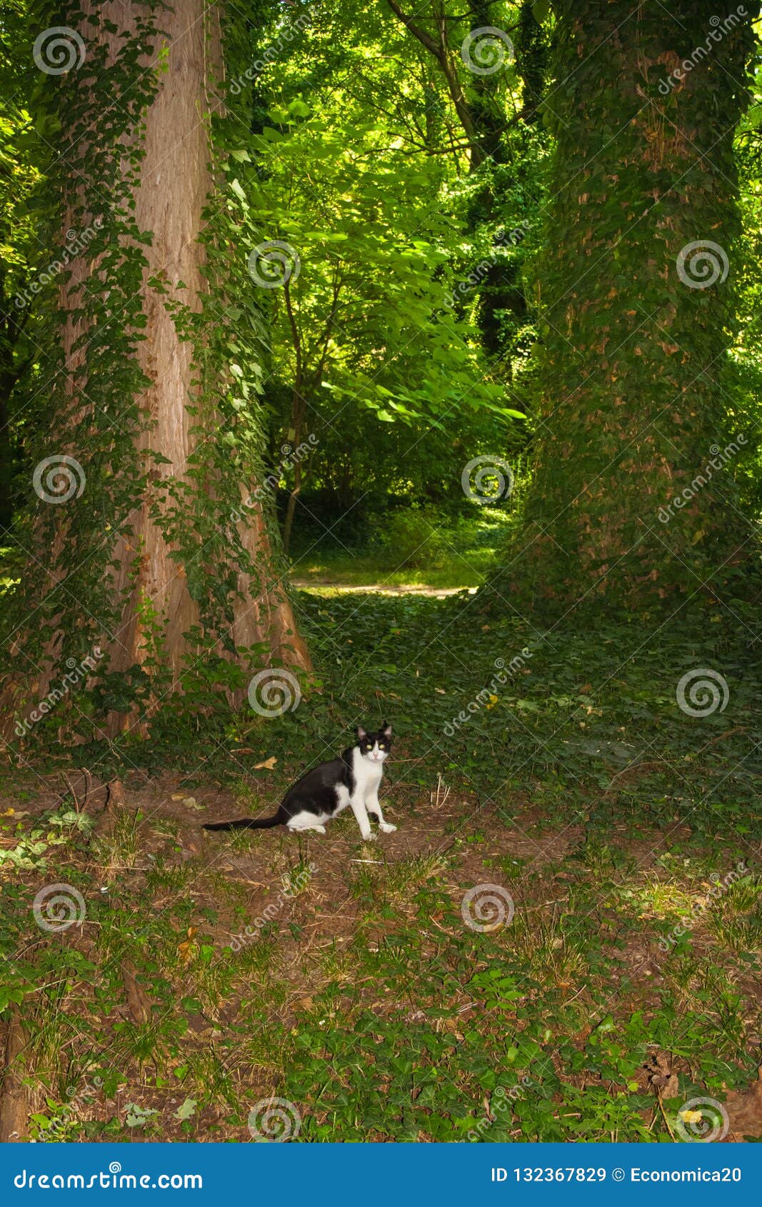 Domestic Cat Explore the Forest Stock Image - Image of lying, kitty ...