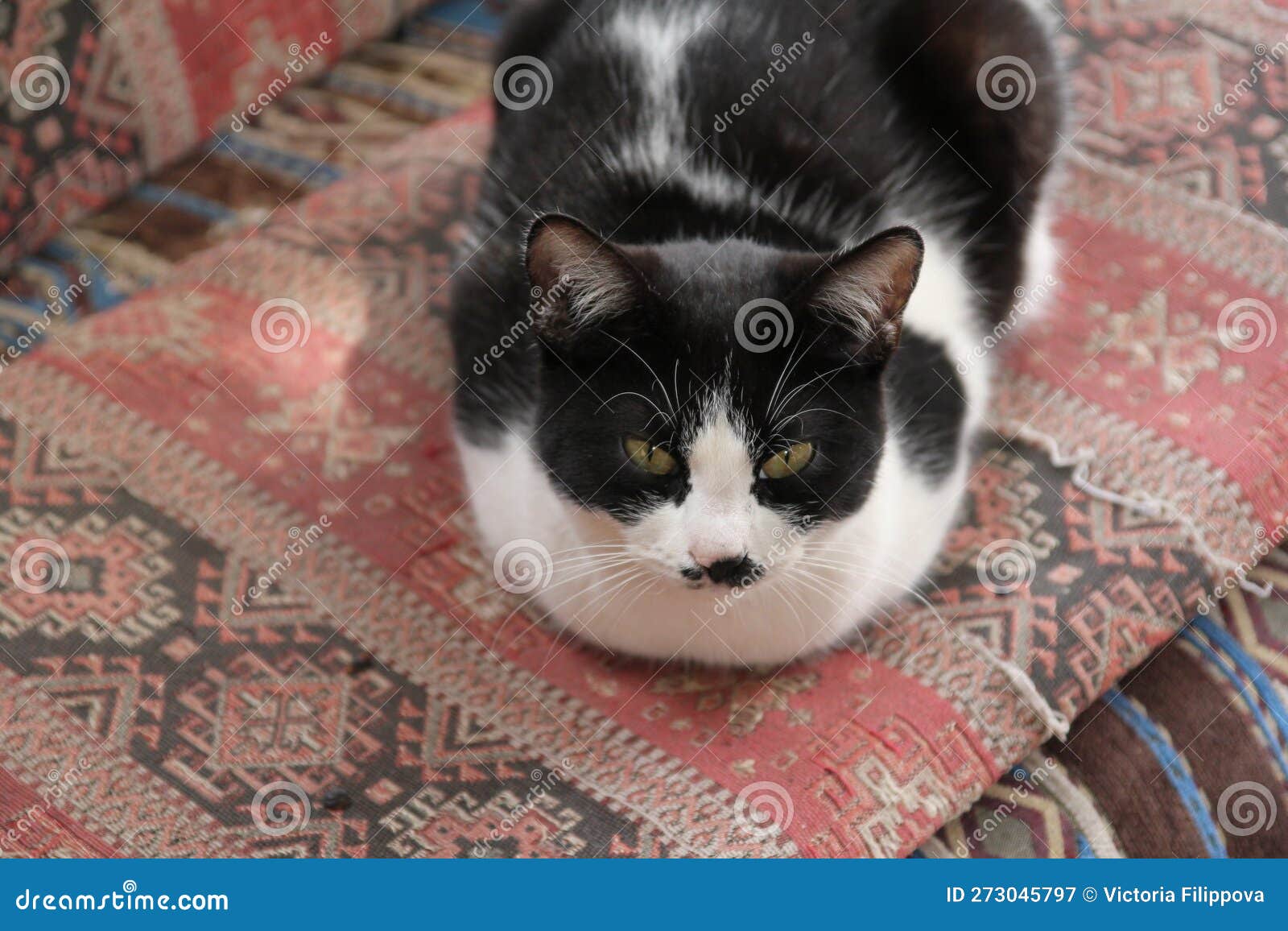 A Black and White Cat is Lying on the Sofa Stock Image - Image of lies ...