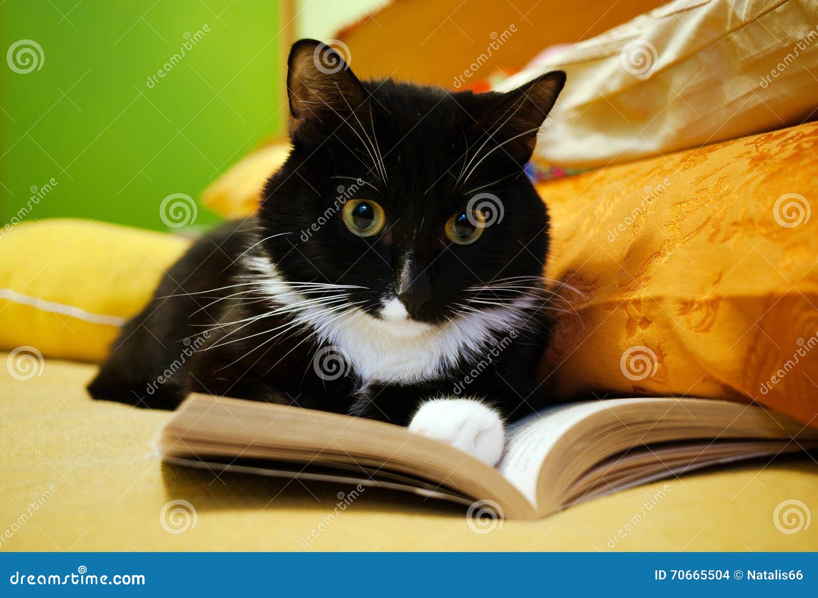Black and White Cat and Open Book Stock Photo - Image of beauty, bright ...
