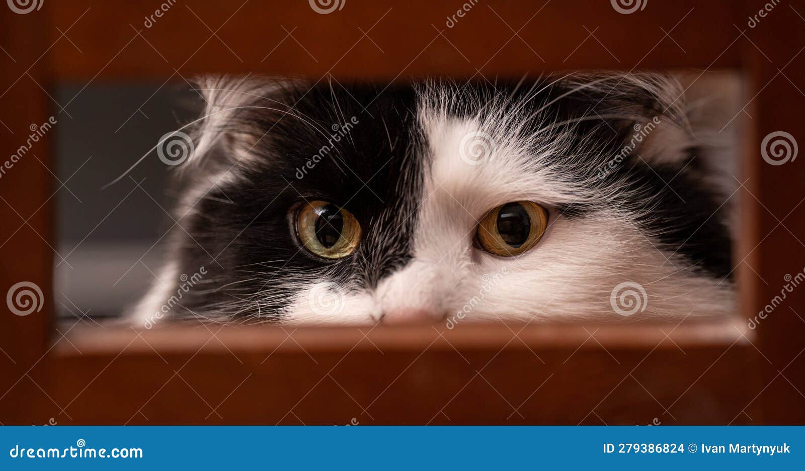 Black and white cat peeps stock photo. Image of feline - 279386824