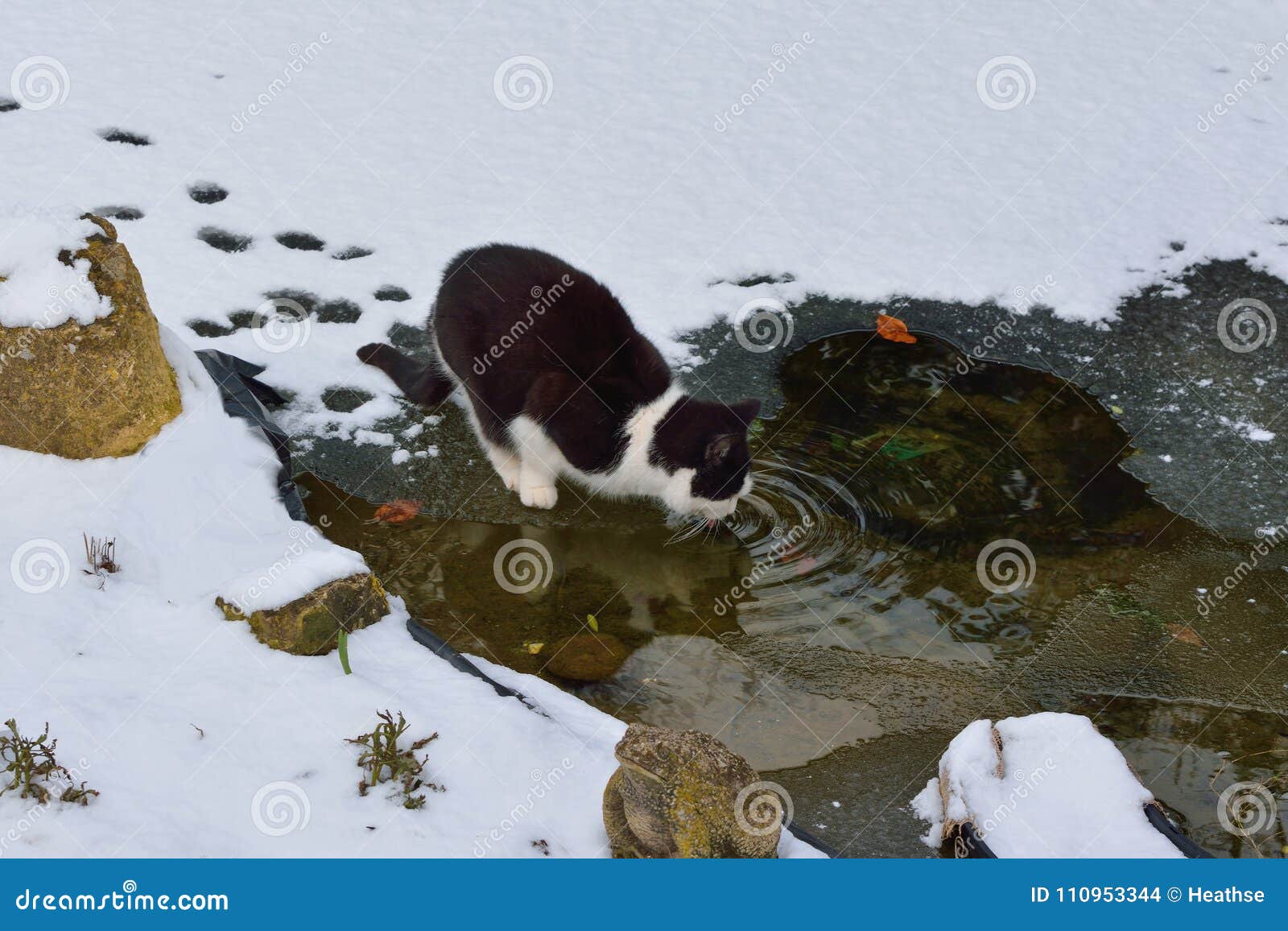 Cat on thin ice stock photo. Image of lapping, black - 110953344