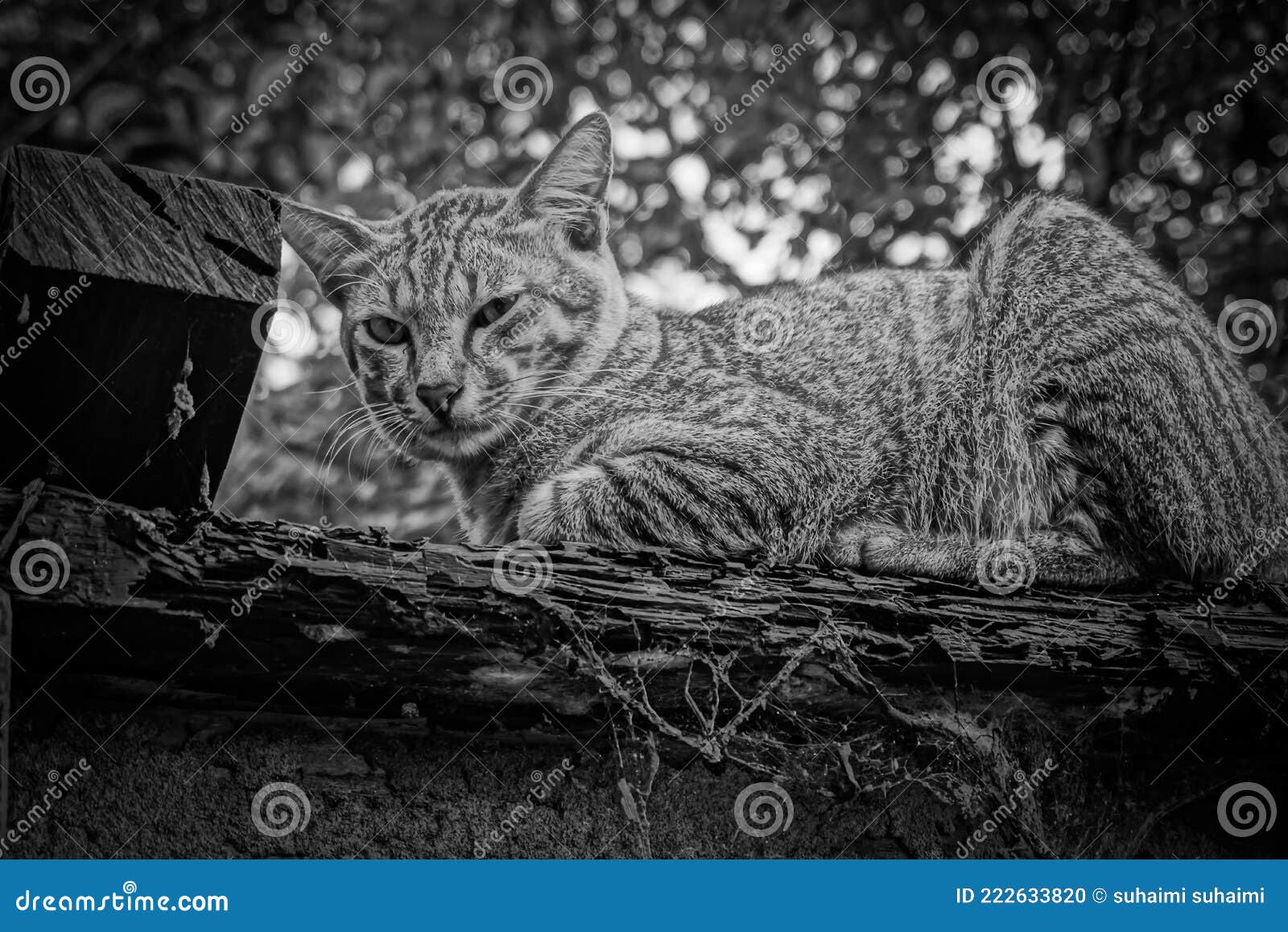 Black and White Cat Photography Stock Photo - Image of mammal ... Black and White Cat Photography Stock Photo - Image of mammal ...