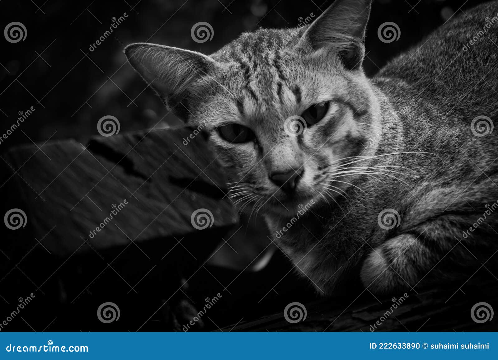 Black and White Cat Photography Stock Photo - Image of monochrome ... Black and White Cat Photography Stock Photo - Image of monochrome ...