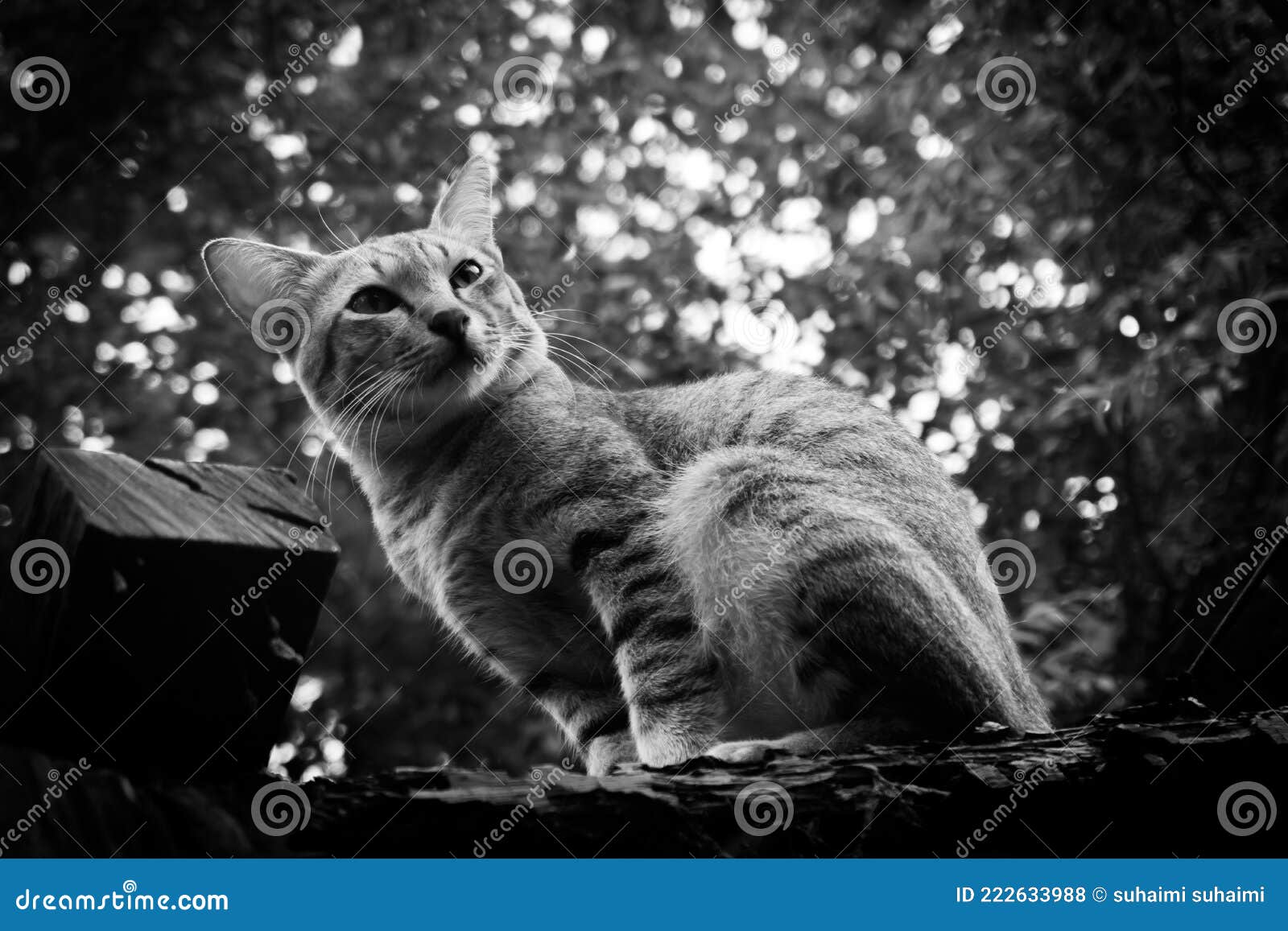 Black and White Cat Photography Stock Photo - Image of white, whiskers ... Black and White Cat Photography Stock Photo - Image of white, whiskers ...