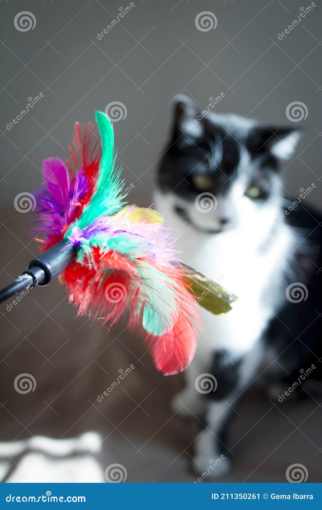 Black and White Cat Playing with Colored Cat Duster Stock Image - Image ...